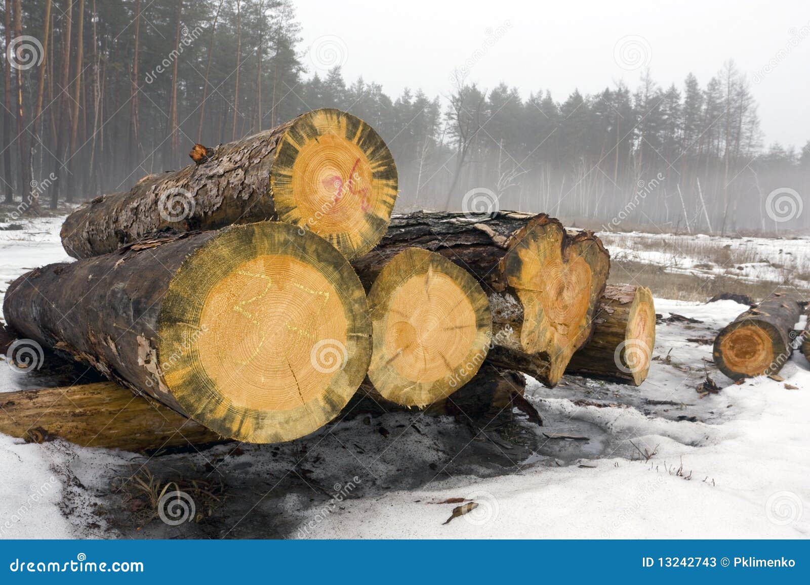 Wooden beams in forest stock image. Image of misty, marking - 13242743