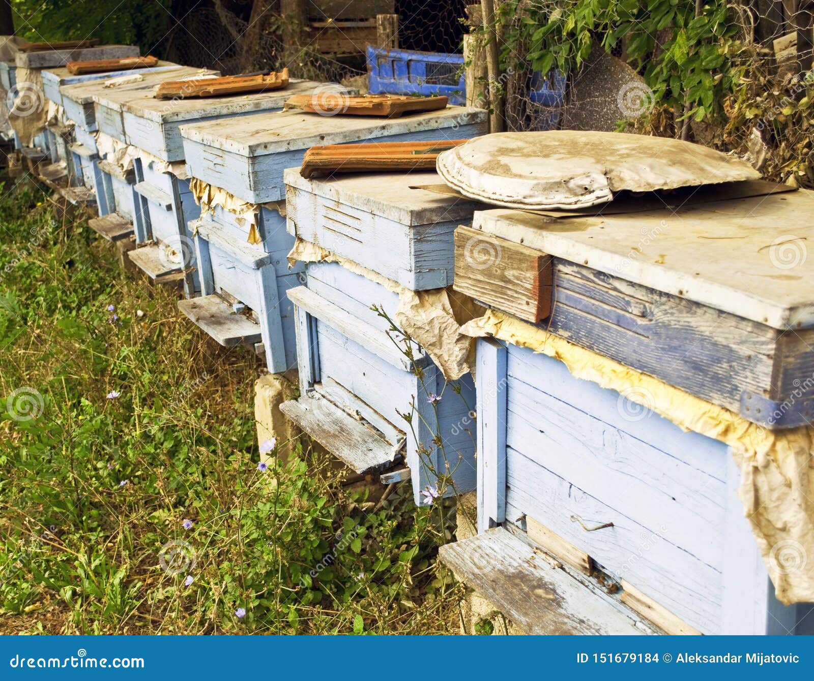 Wooden beehive stock photo. Image of frame, colony, beehive - 151679184