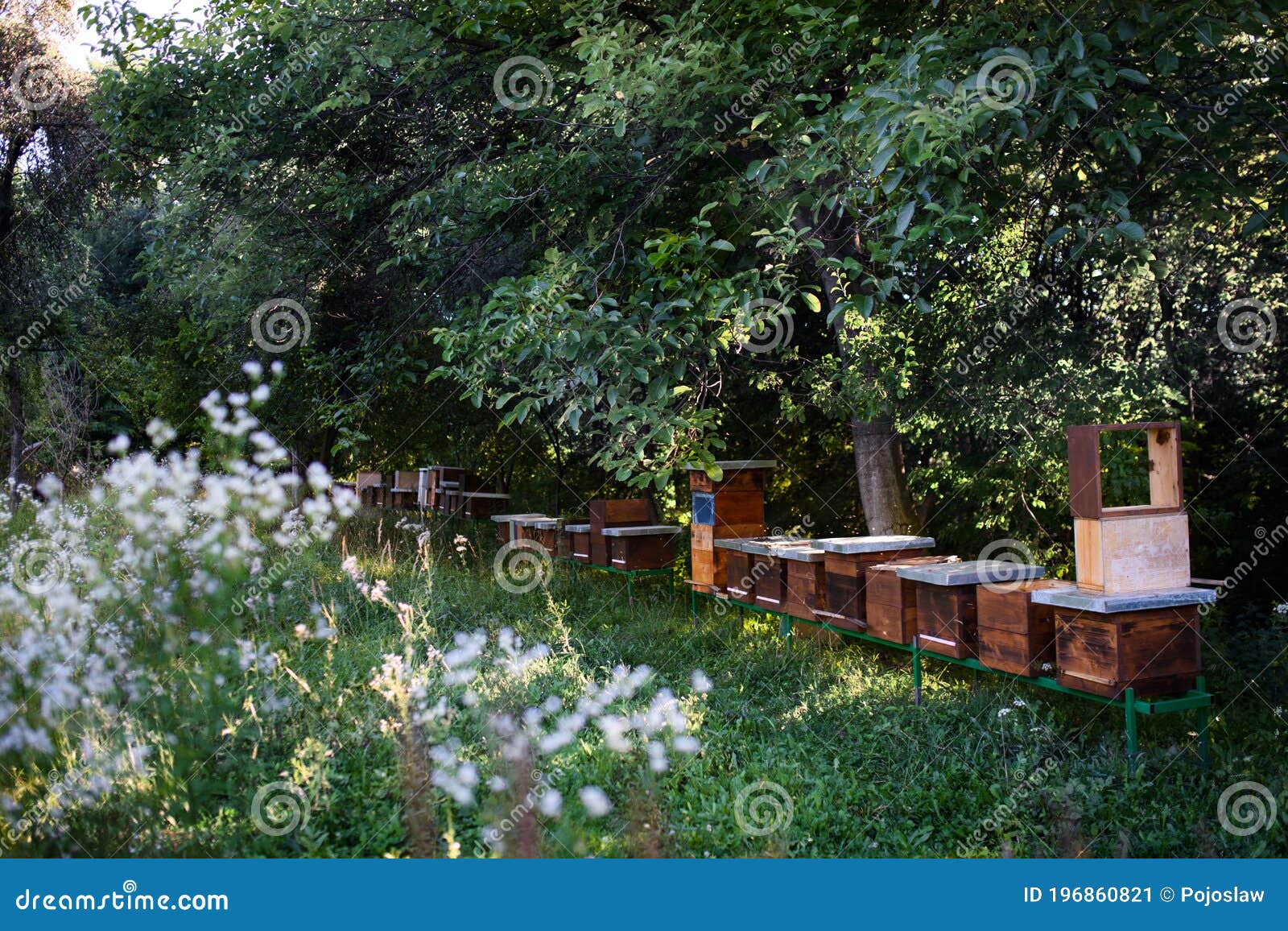 Wooden Beehives Under Trees in the Apiary. Stock Image - Image of ...