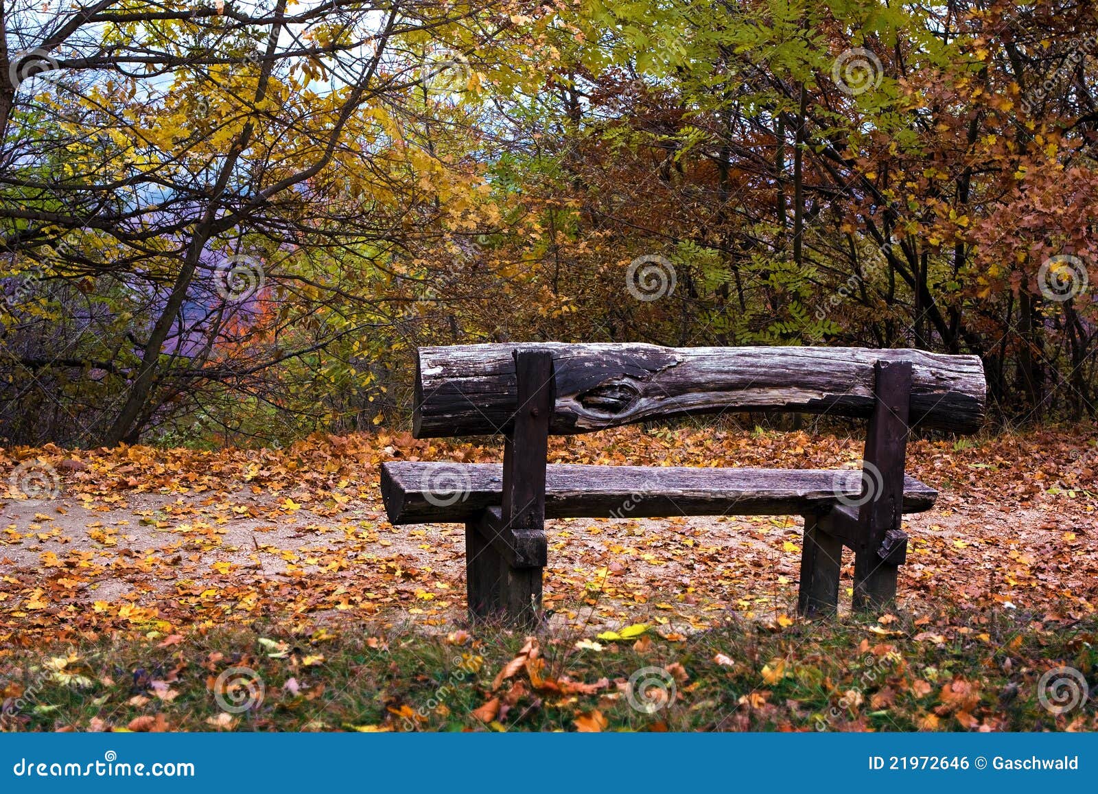 Wooden Bench in an Autumn Forest Stock Photo - Image of brown, colorful ...