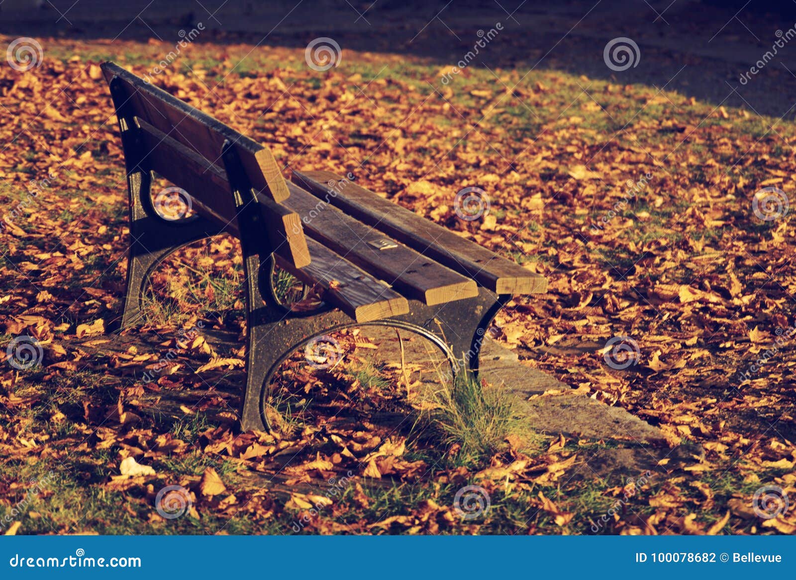 Wooden Bench in Autumn Park Stock Photo - Image of bench, natur: 100078682