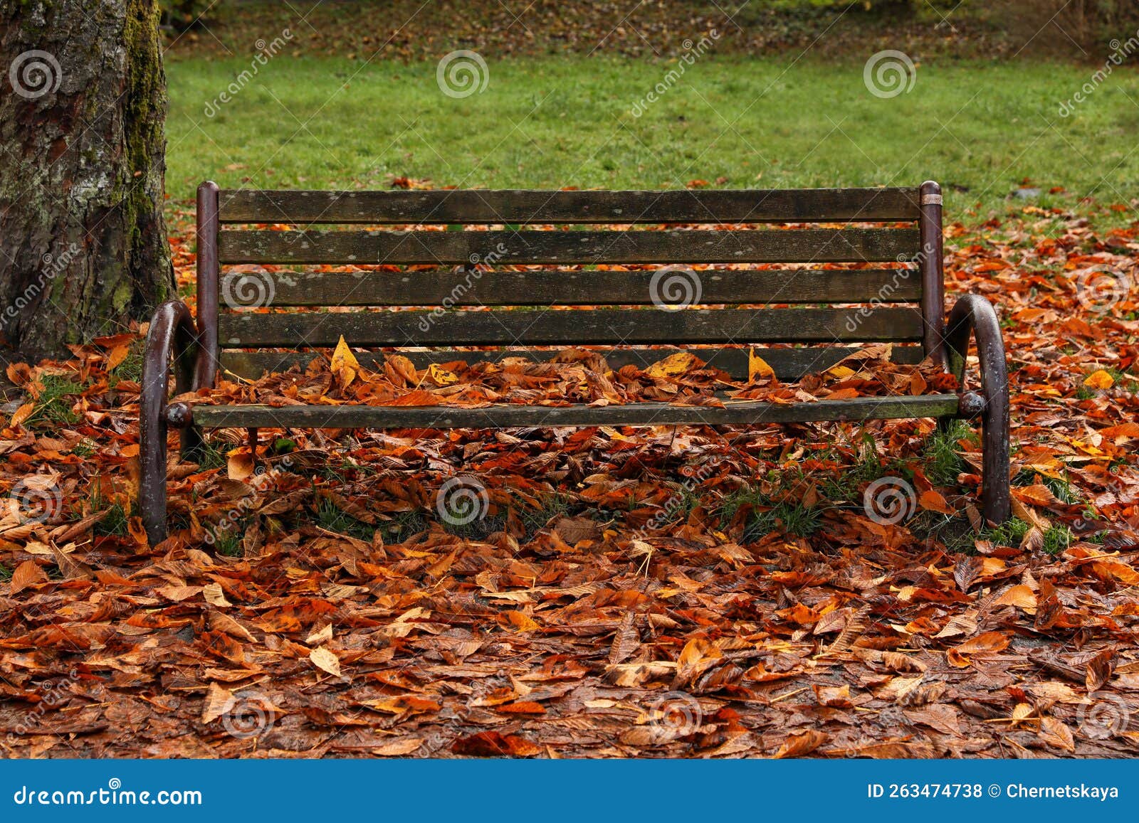 Wooden Bench and Fallen Yellowed Leaves in Park Stock Photo - Image of ...