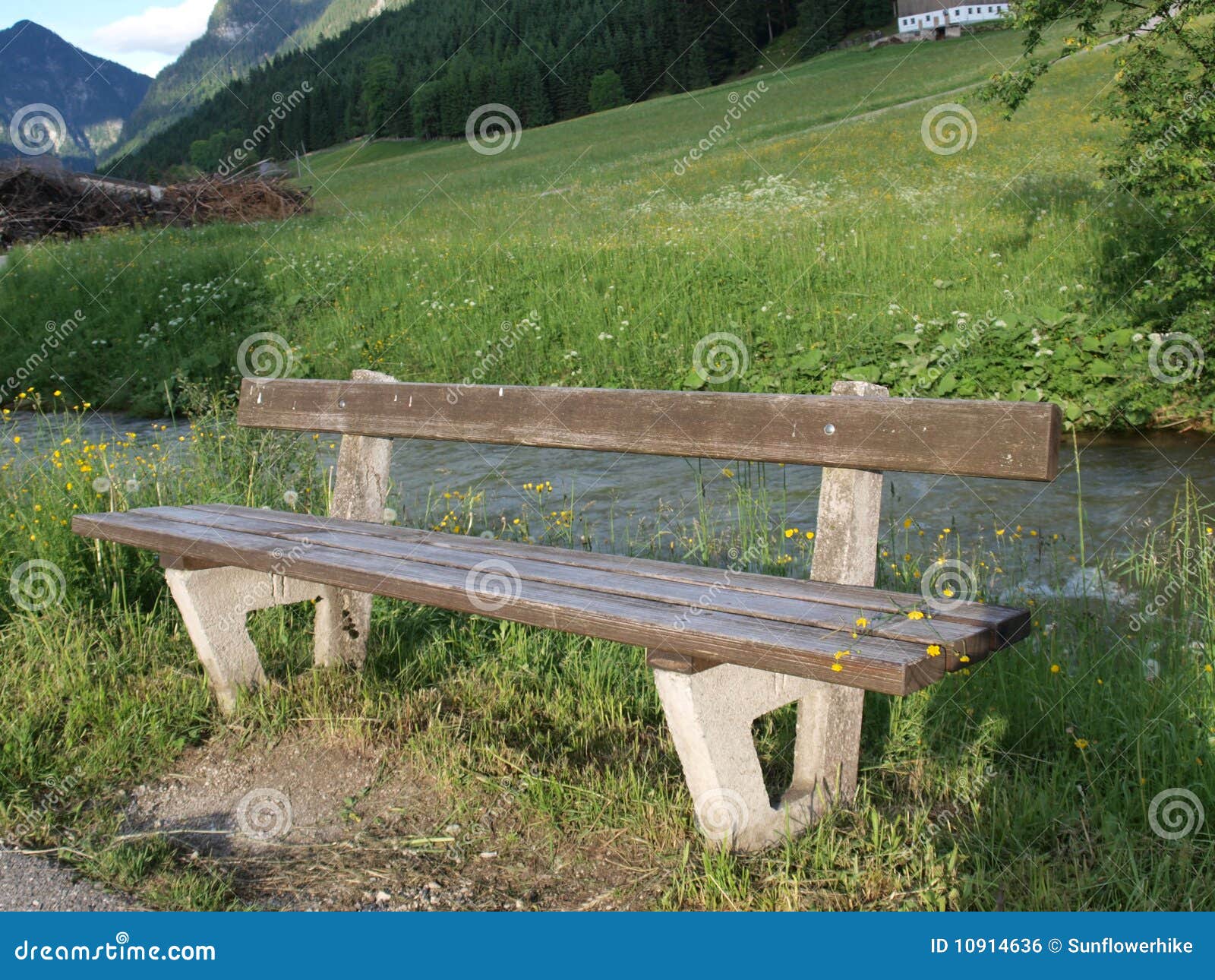 Wooden bench in forest stock photo. Image of forest, bank - 10914636
