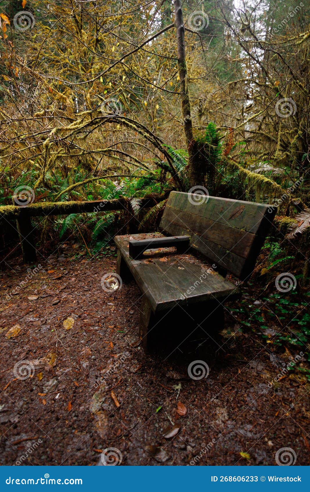 Wooden bench in the forest stock image. Image of fall - 268606233