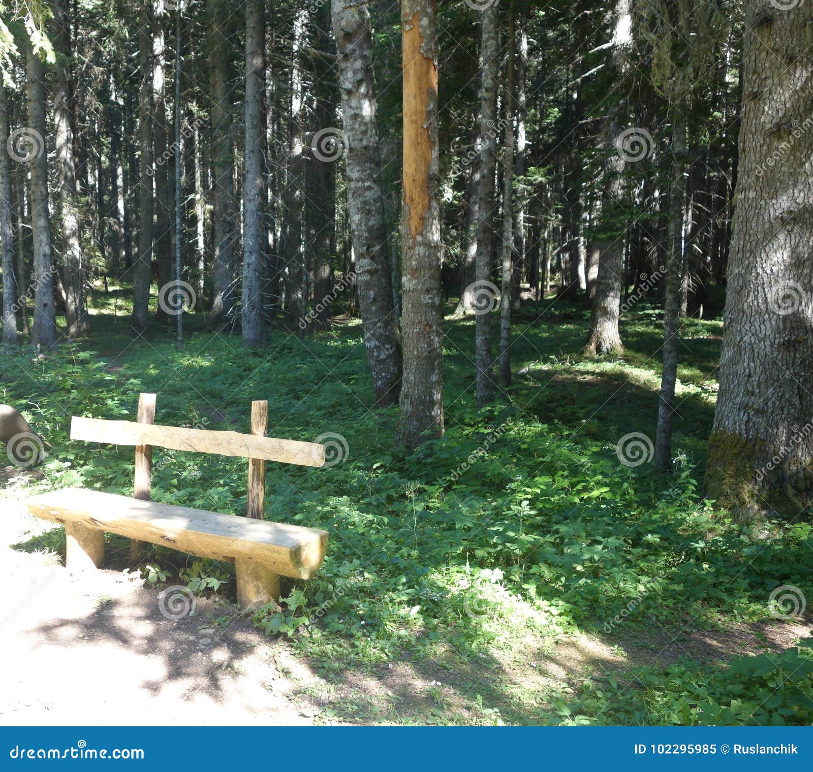 Bench in a forest stock image. Image of durmitor, forest - 102295985