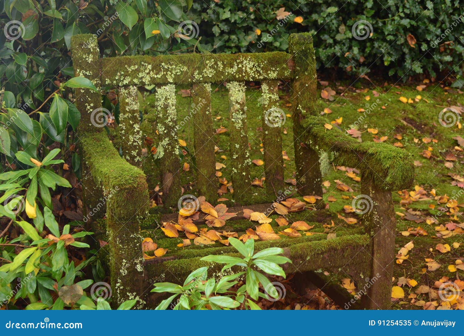 Wooden Bench in a Forest stock image. Image of natural - 91254535