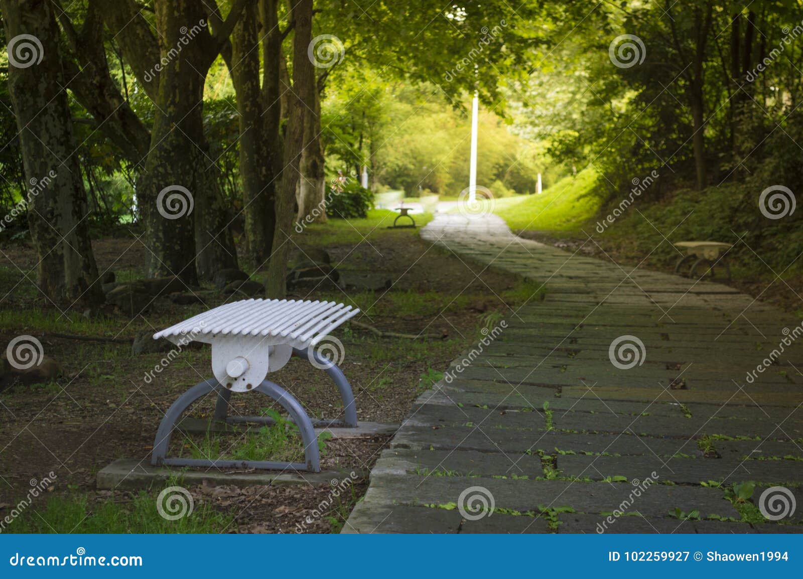 Wooden Bench in Forest Path Stock Image - Image of serene, trails ...
