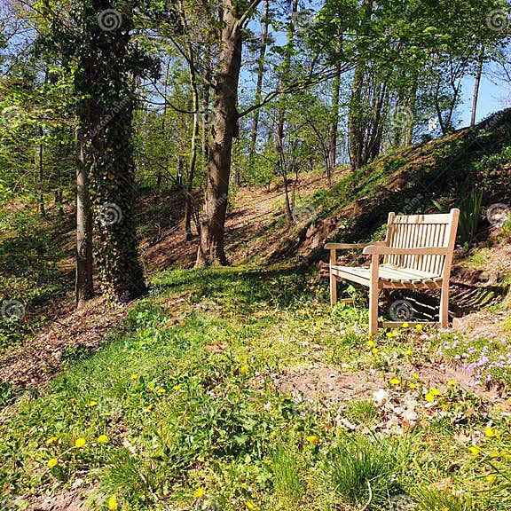 Wooden Bench in a Forest Placed at a Slope Stock Photo - Image of ...