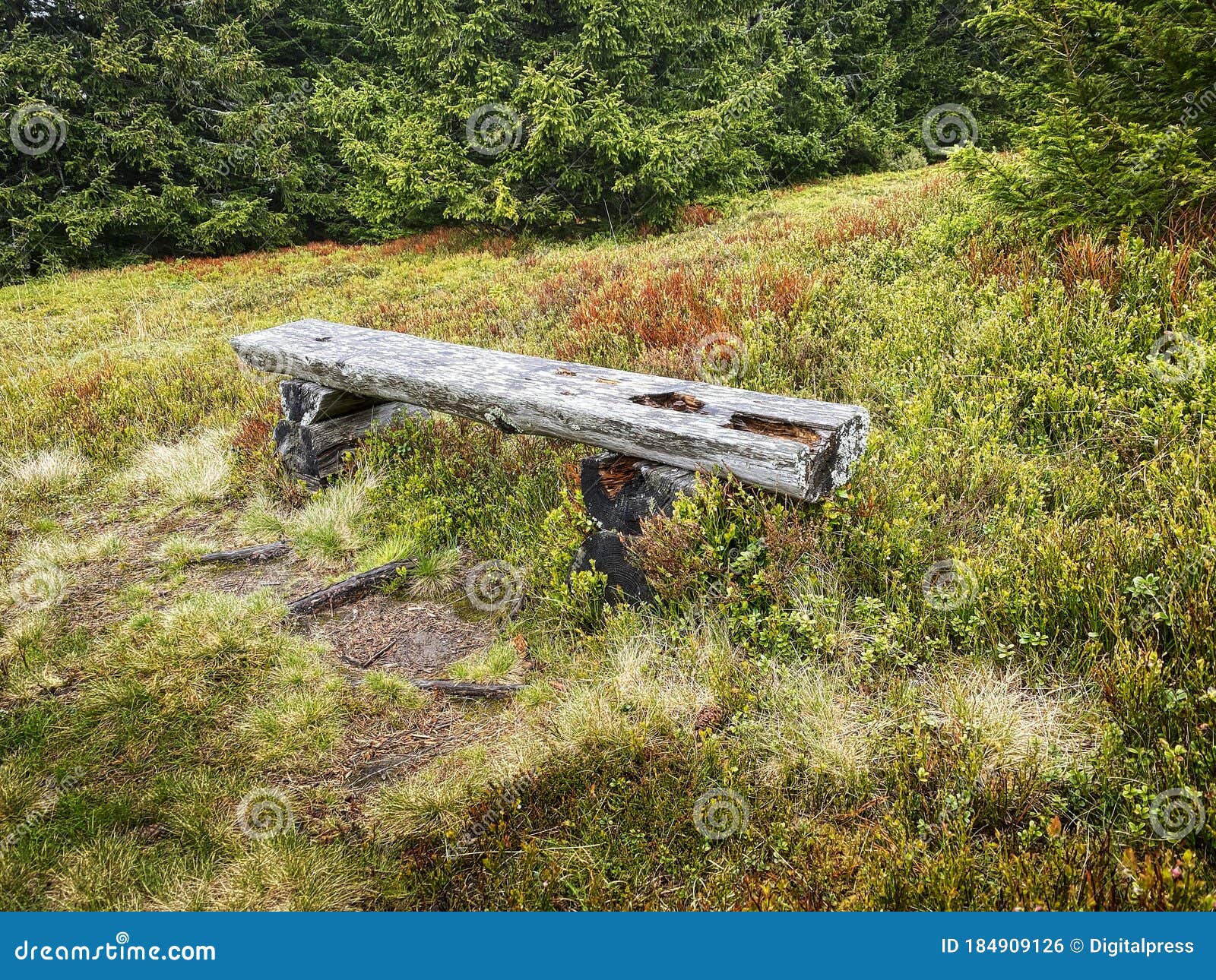 Wooden bench in forest stock photo. Image of nature - 184909126