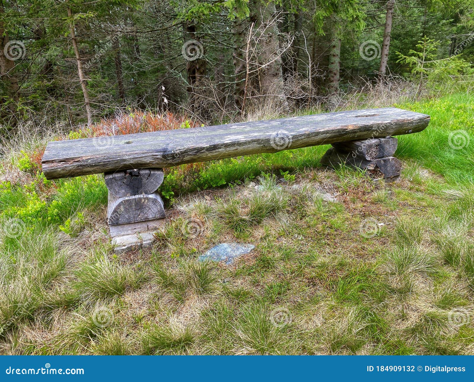Wooden bench in forest stock photo. Image of wood, landscape - 184909132