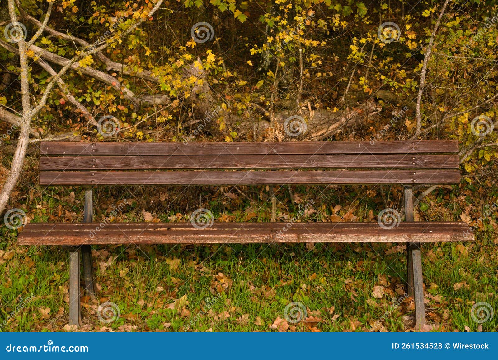 Wooden Bench on Grass with Plants in the Back in a Park Stock Photo ...