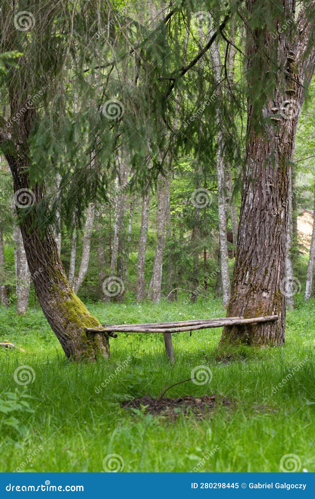 Wooden Bench in the Middle of a Forest Stock Image - Image of leaves ...