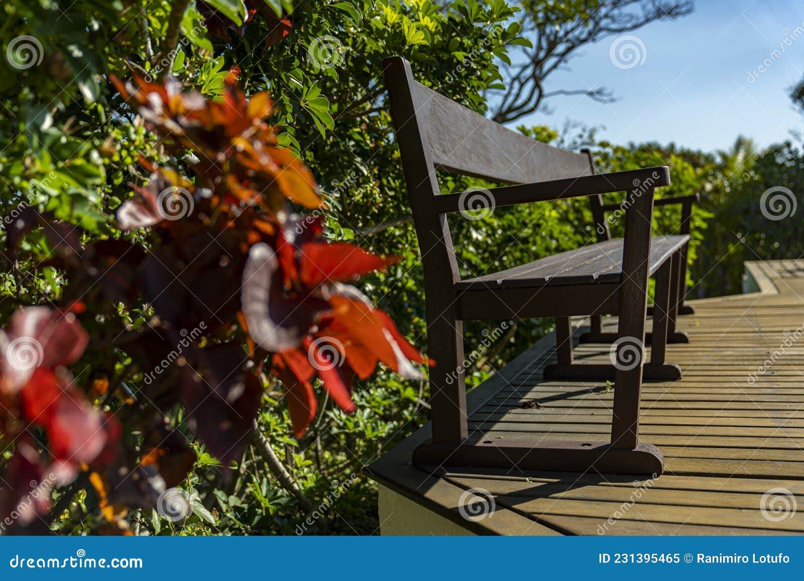 Wooden Bench with a Nature Background. Stock Image - Image of lifestyle ...