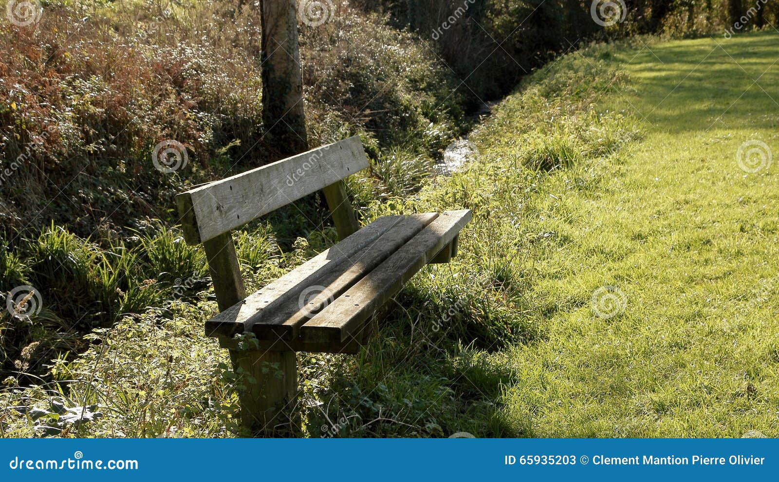 Wooden bench in nature stock image. Image of plant, park - 65935203