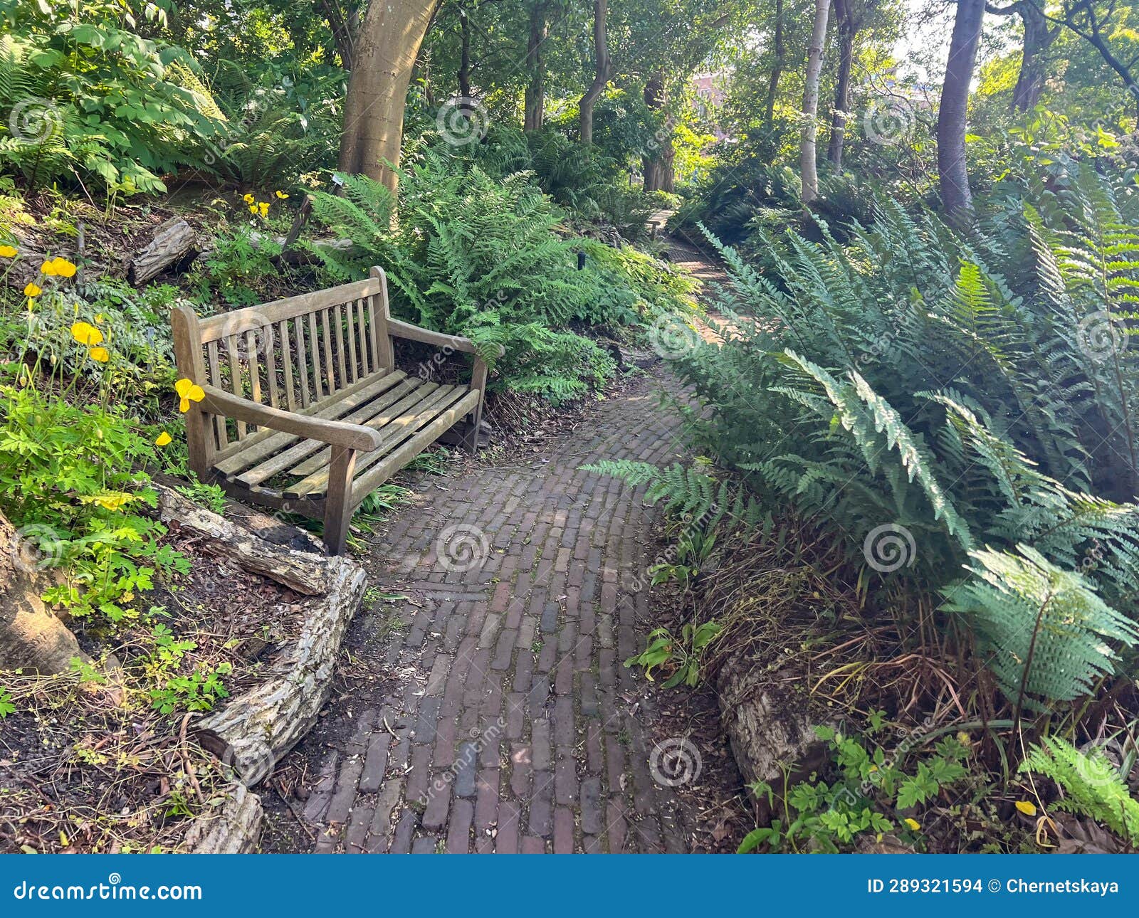 Wooden Bench Near Pathway in Beautiful Park Stock Photo - Image of ...