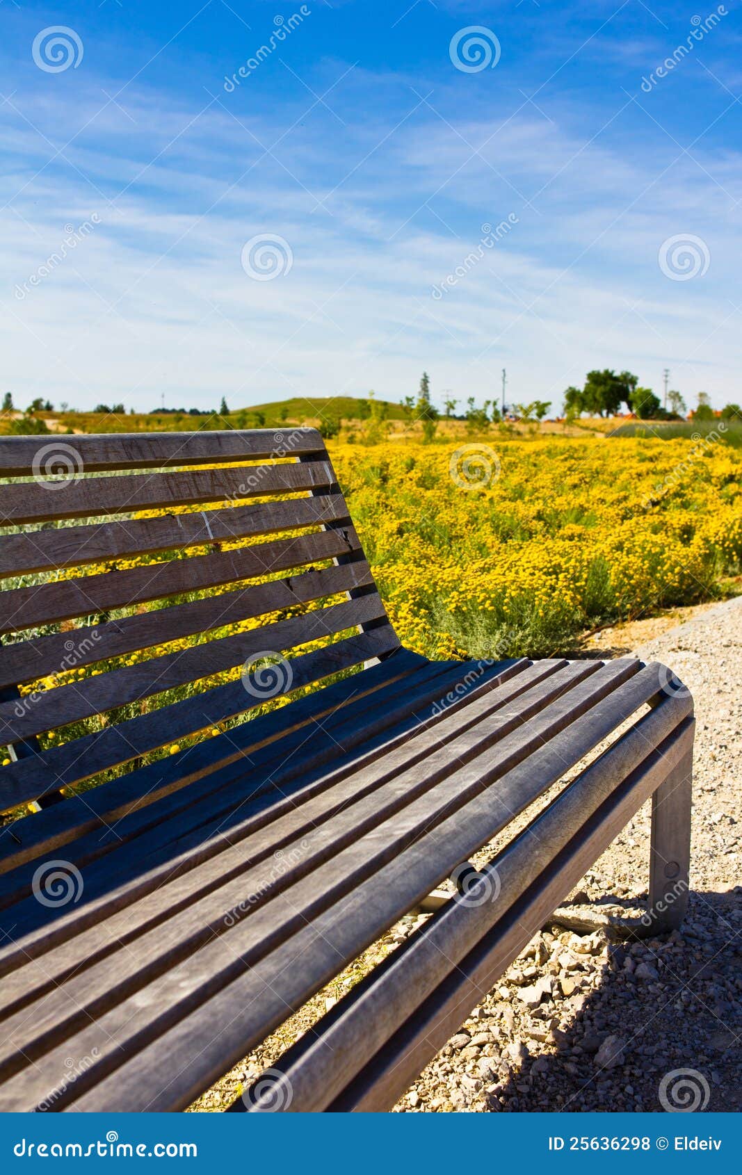 Wooden Bench in Spring stock photo. Image of canopy, spring - 25636298