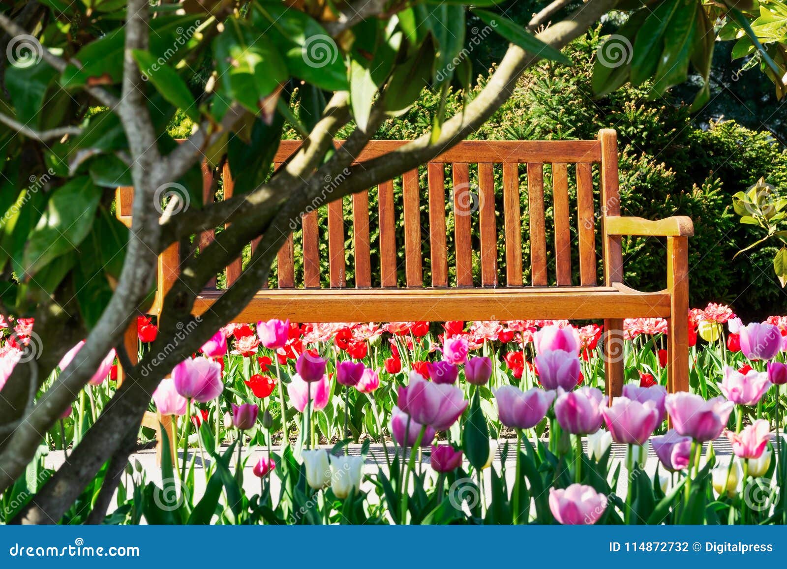 Wooden bench in spring stock photo. Image of bench, spring - 114872732