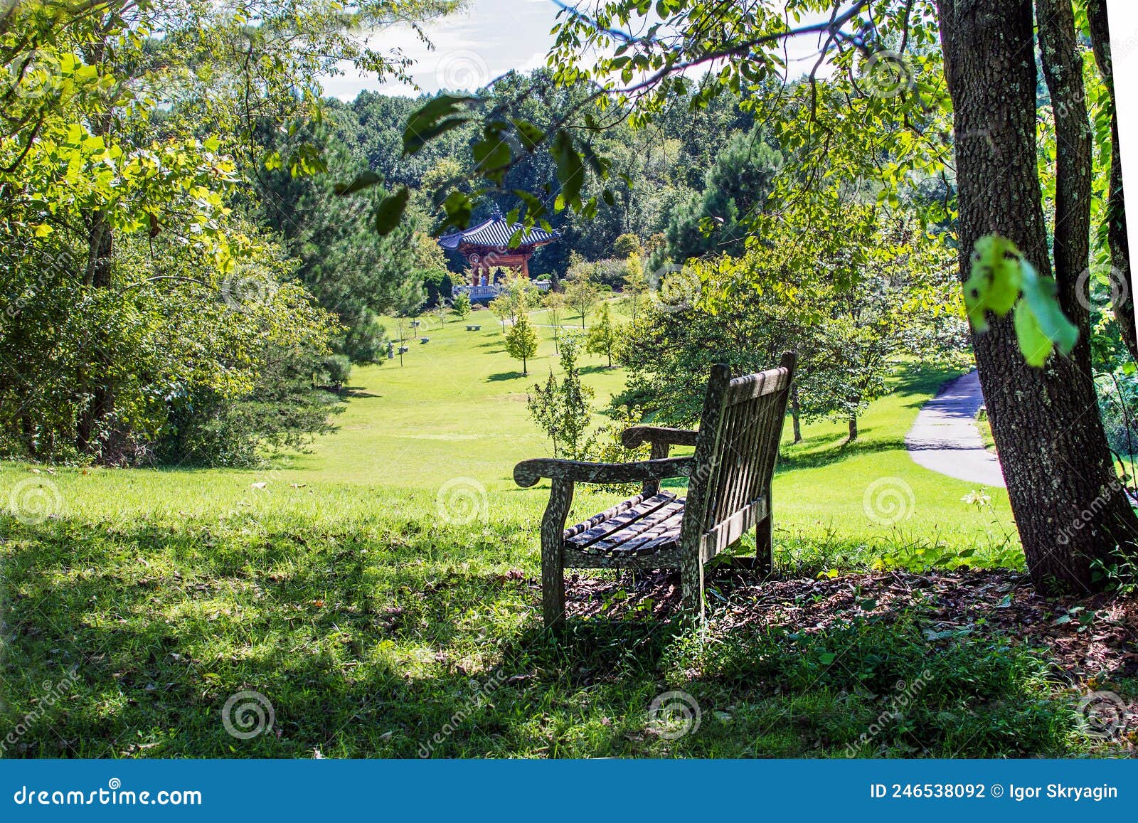 Wooden Bench in Summer Park in the Shade of Large Tree Stock Photo ...