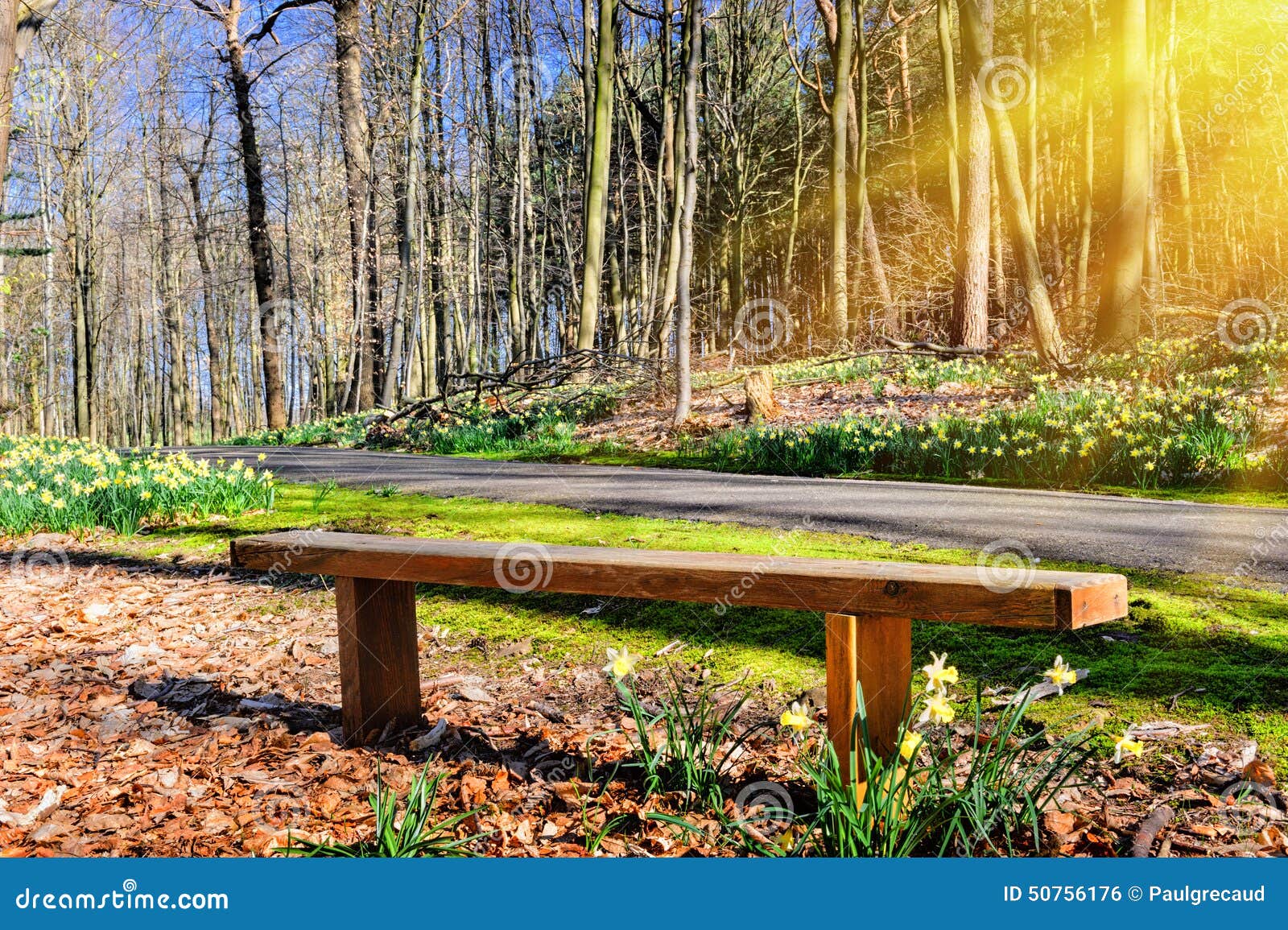Wooden Bench in Sunny Spring Park Stock Photo - Image of road, nature ...