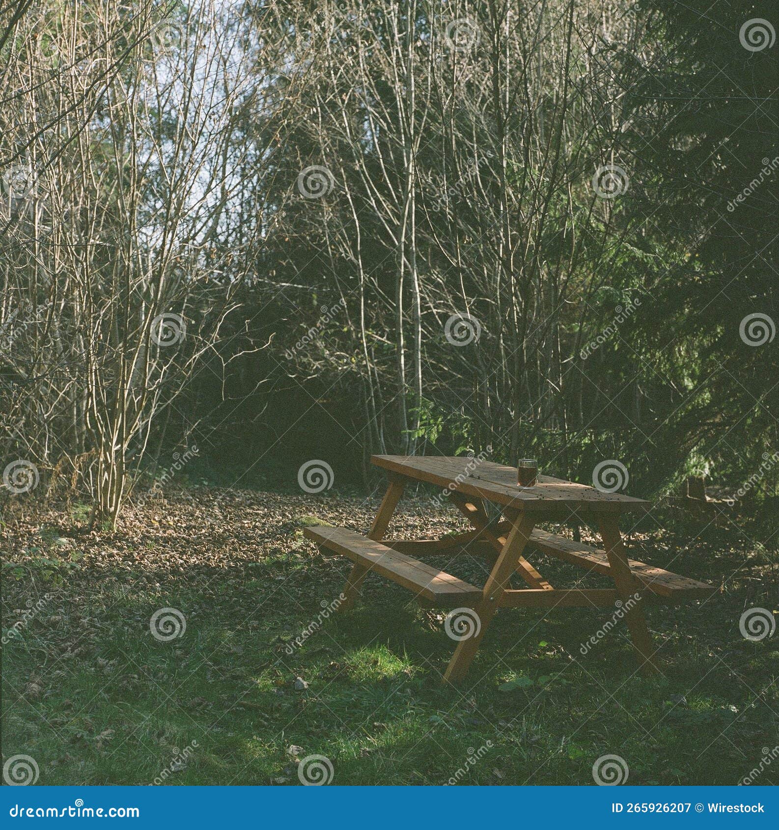 Wooden Bench and Table in the Middle of the Forest Stock Image - Image ...