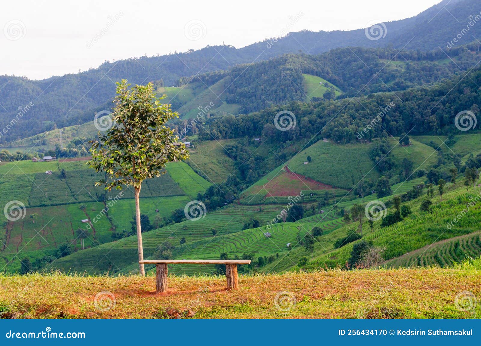 Wooden Bench beside the Tree. the Viewpoint for Looking Green Mountains ...
