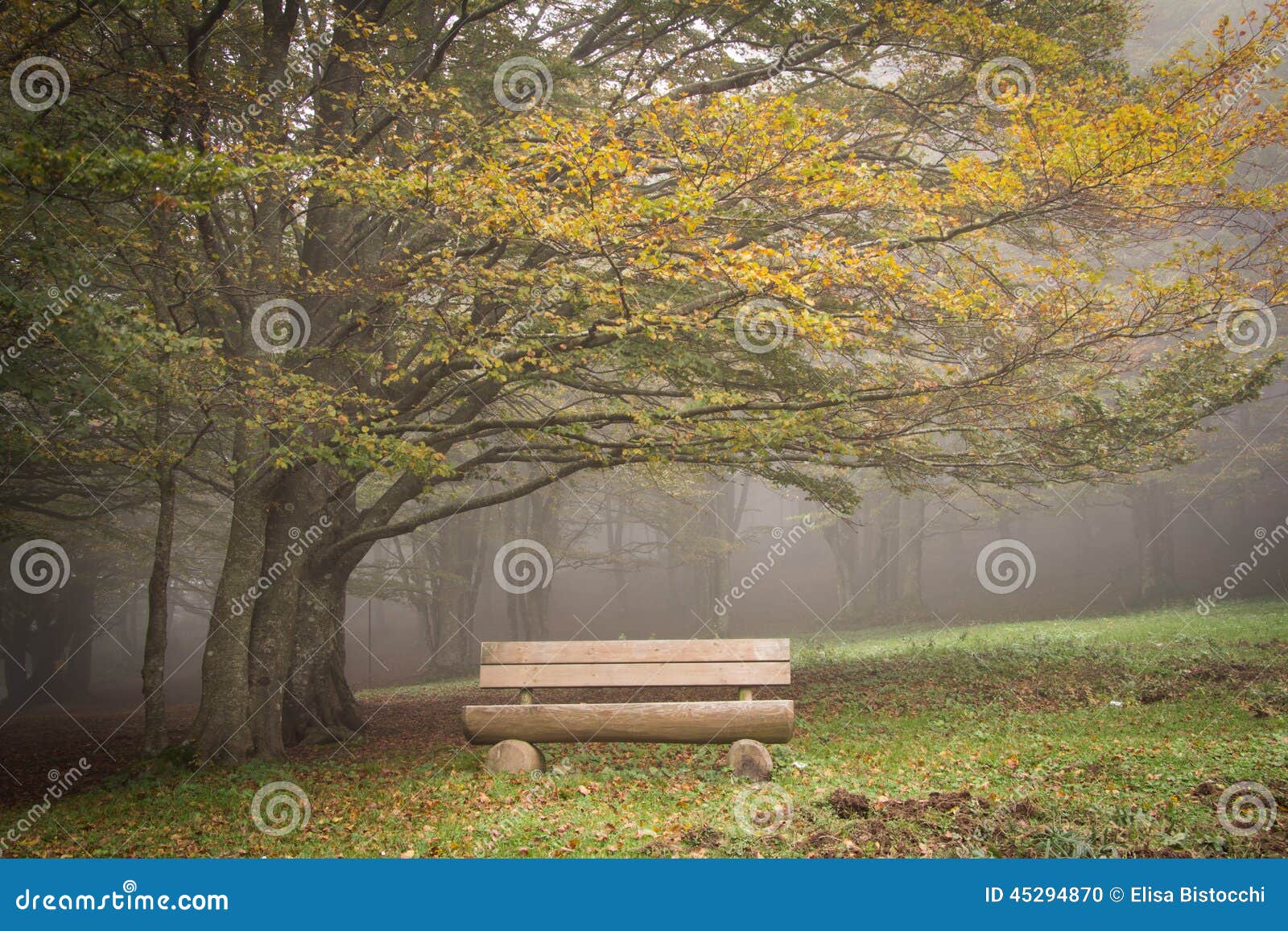 Wooden Bench Under Autumn Tree Stock Photo - Image of beauty, foggy ...