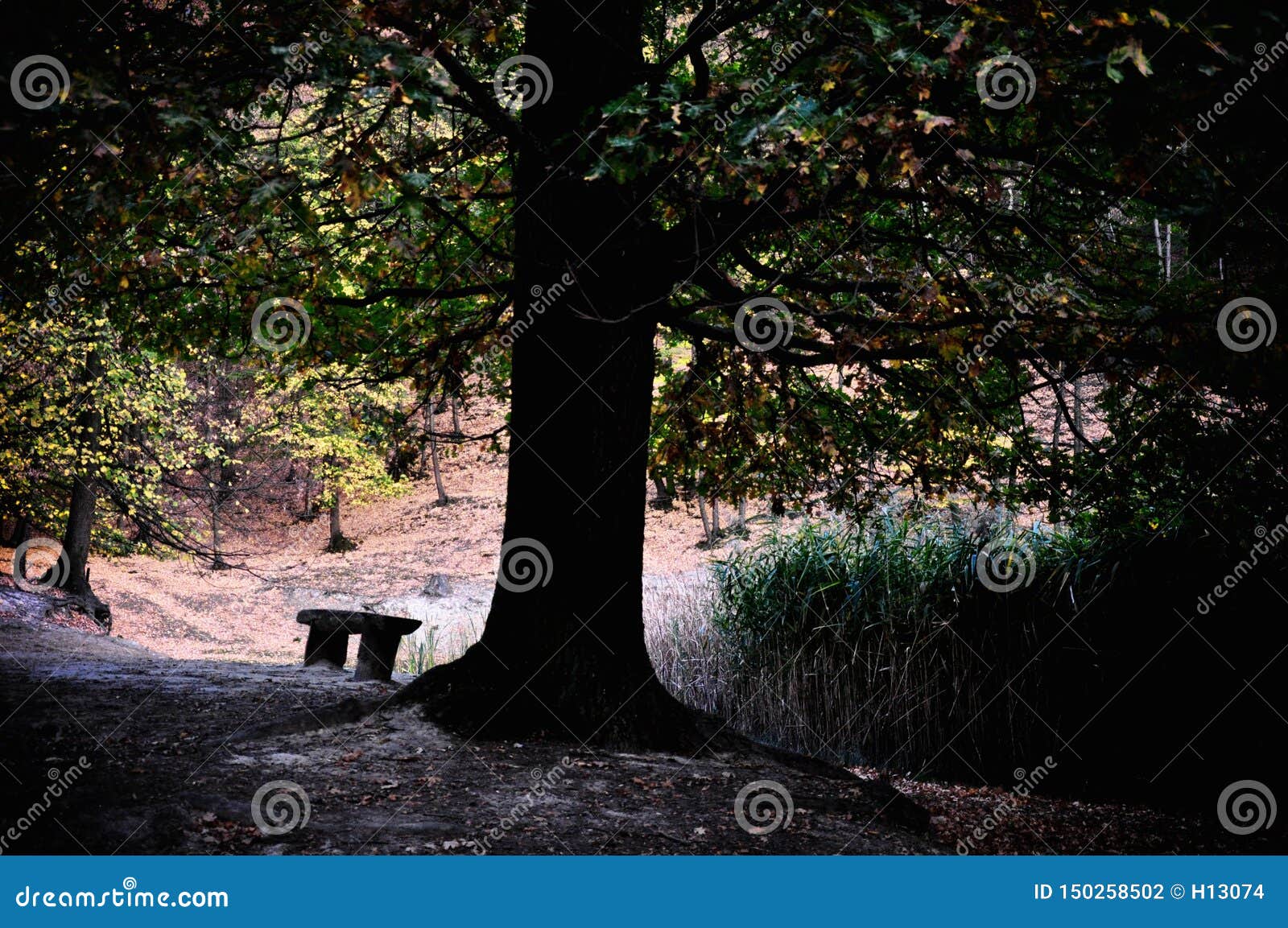 Wooden Bench Under an Oak Tree Stock Photo - Image of broadleaf, plant ...