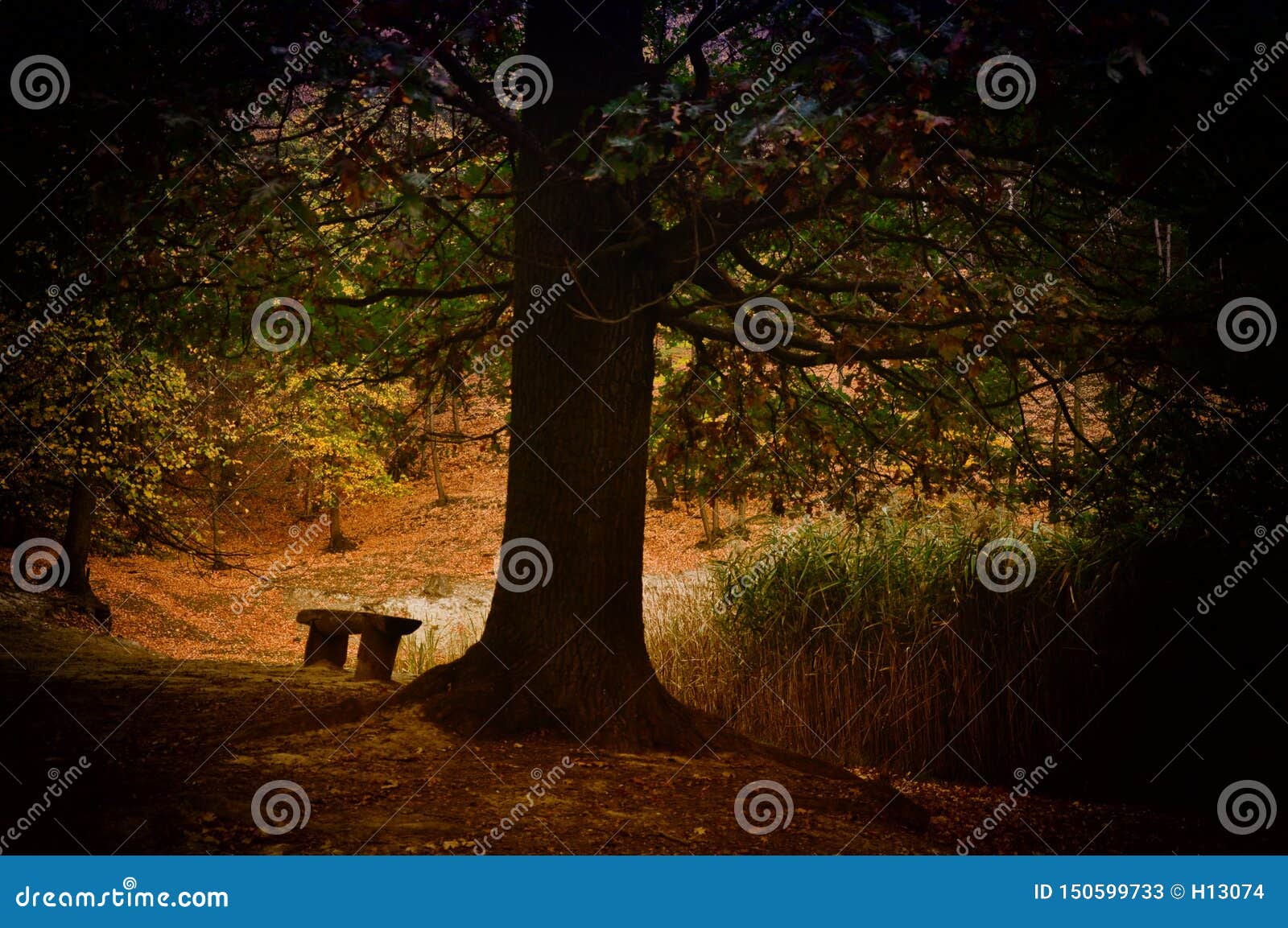 Wooden Bench Under an Oak Tree Stock Image - Image of outside, nature ...