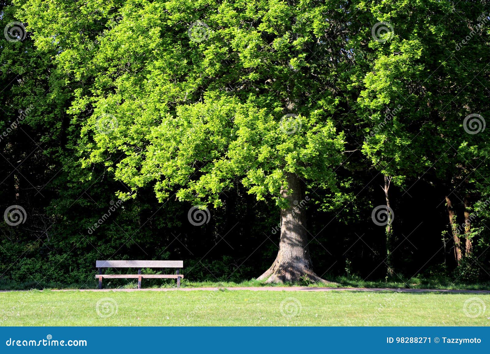 Wooden Bench Under Oak Tree Stock Image - Image of wooden, alternative ...