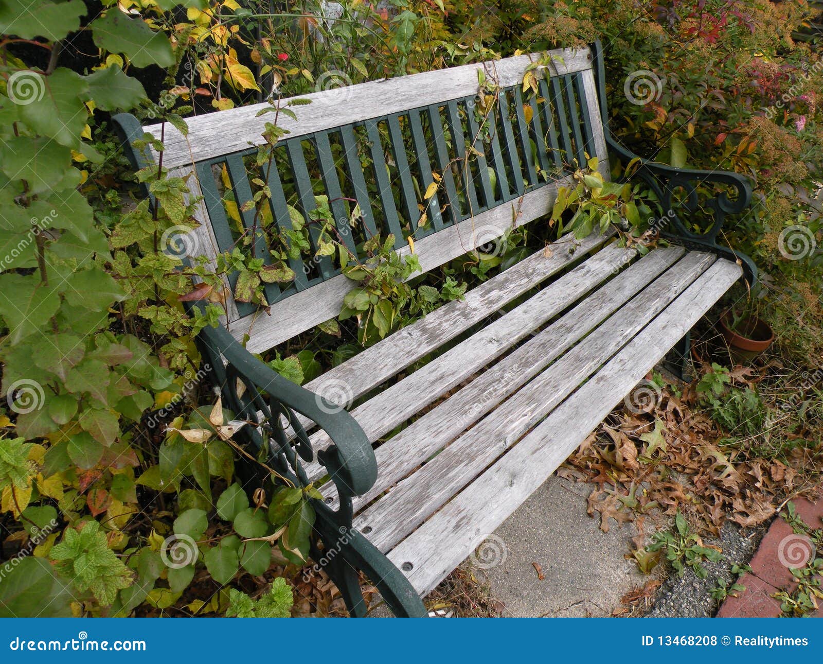 Wooden Bench in the Vines stock photo. Image of vine - 13468208