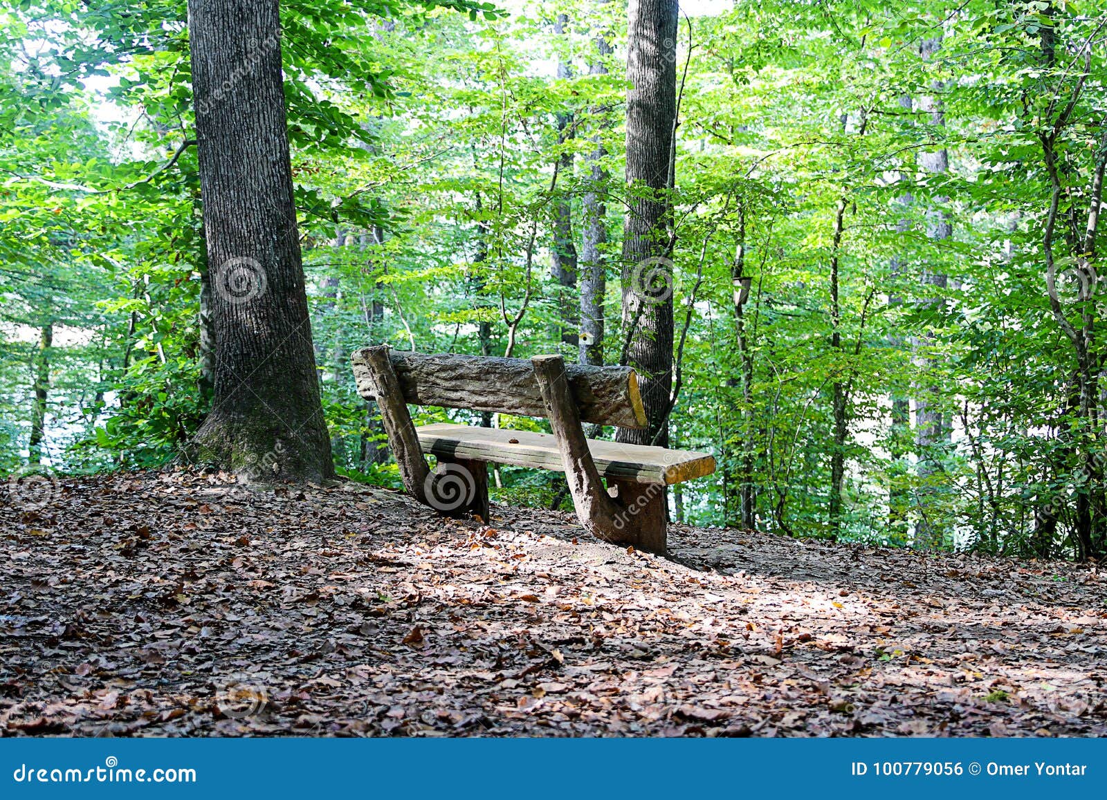 Bench in the woods stock photo. Image of leaf, nature - 100779056
