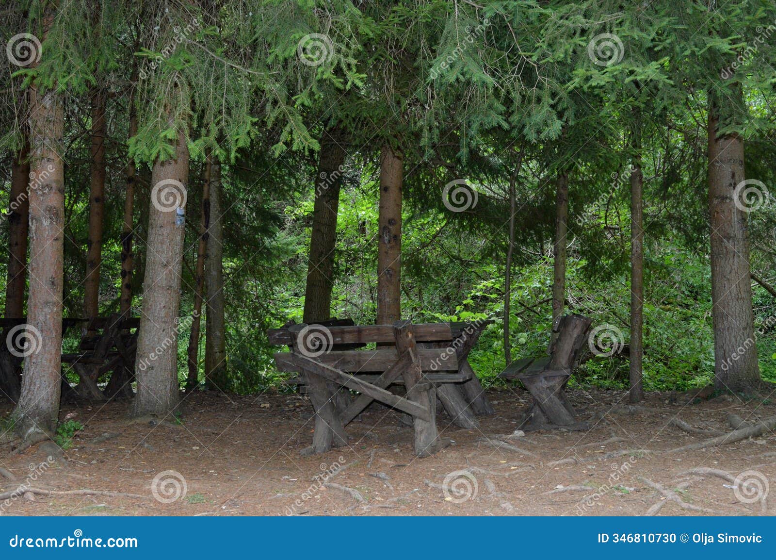 Wooden Benches and Table in the Forest Stock Photo - Image of woodland ...