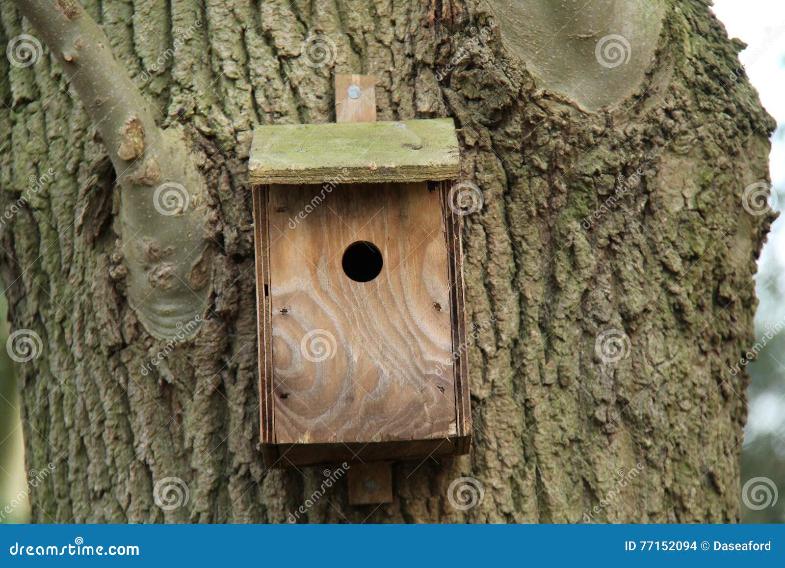 Wooden Bird Box. stock photo. Image of nature, tree, home - 77152094