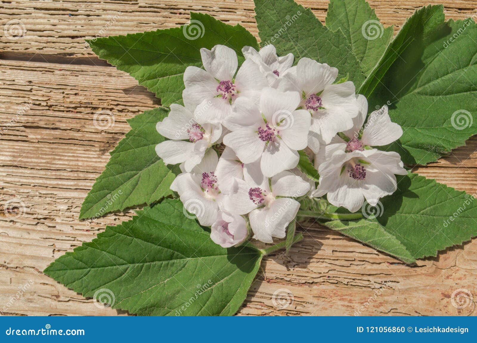 Marshmallow Althaea Officinalis Stock Photo - Image of marshmallow ... Marshmallow Althaea Officinalis Stock Photo - Image of marshmallow ...