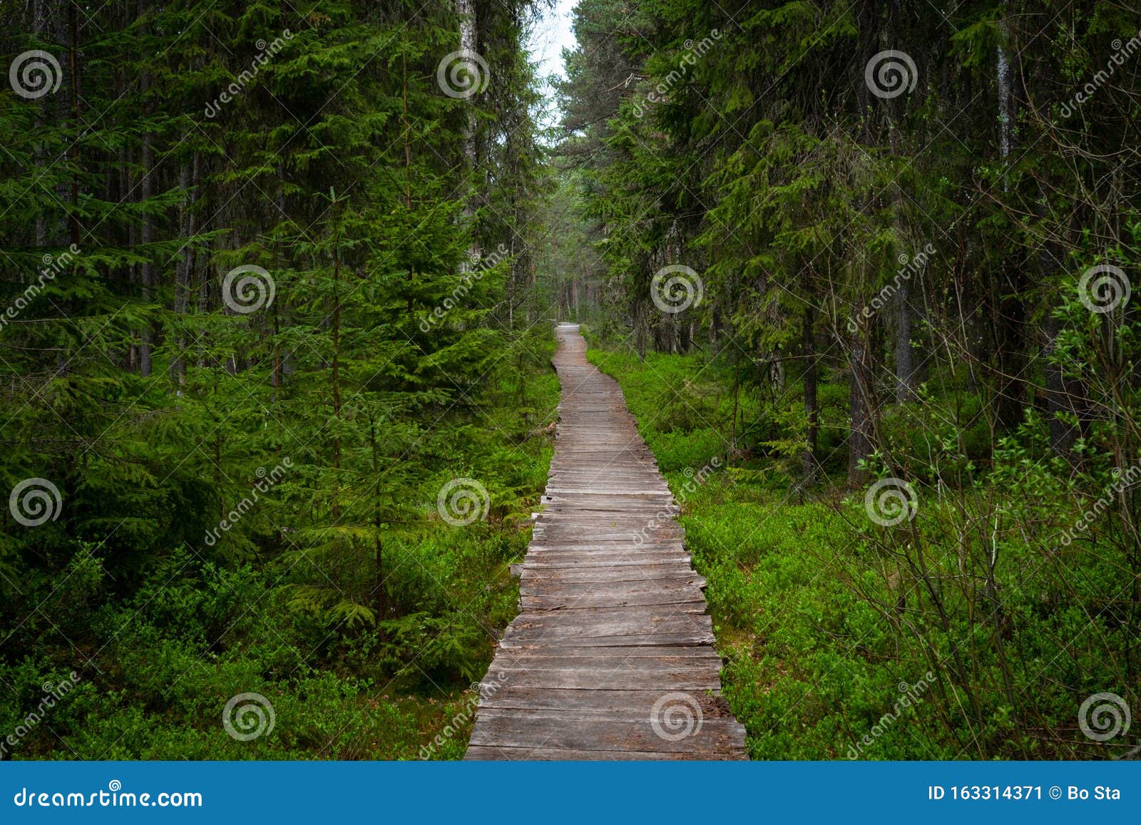 Wooden Board Road in Forest Stock Image - Image of hiking, romanian ...