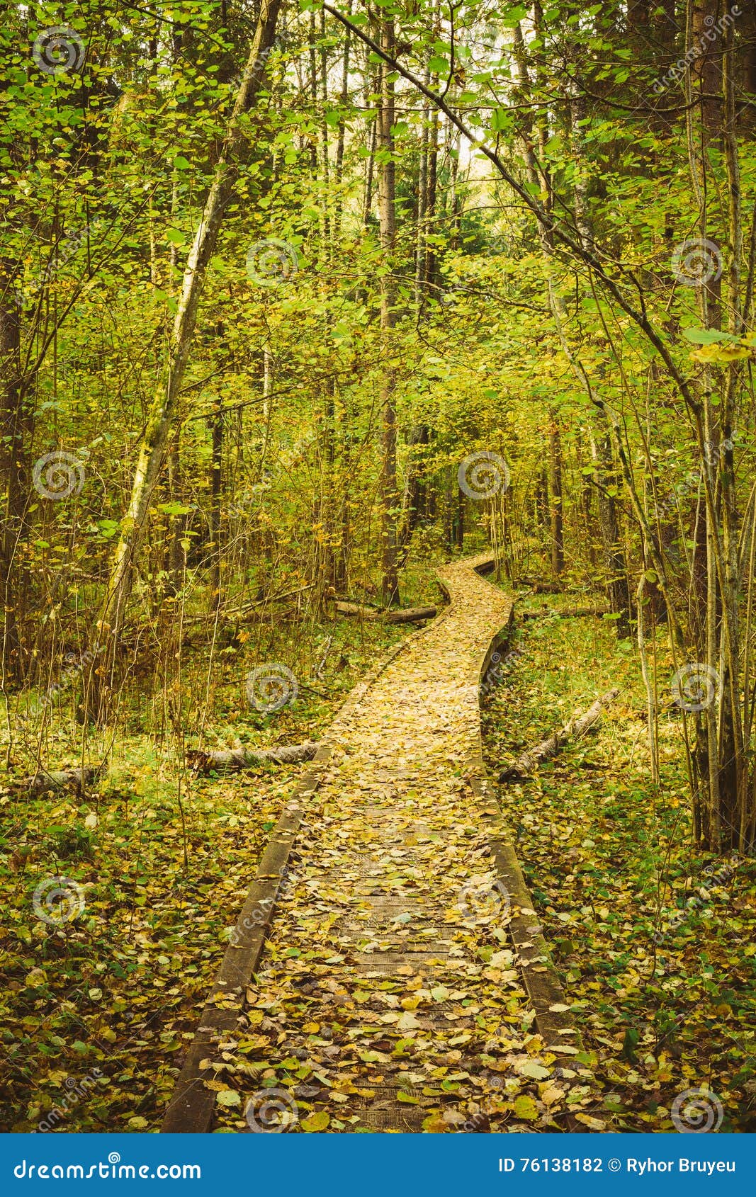 Wooden Boarding Path Way Pathway in Autumn Forest Stock Photo - Image ...