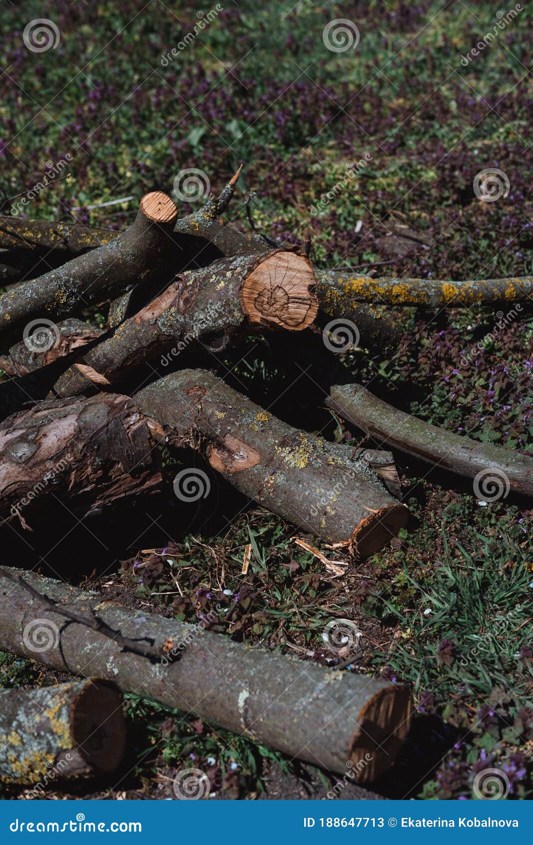 Wooden Boards for the Fire. Felled Tree Branches on the Ground Stock ...