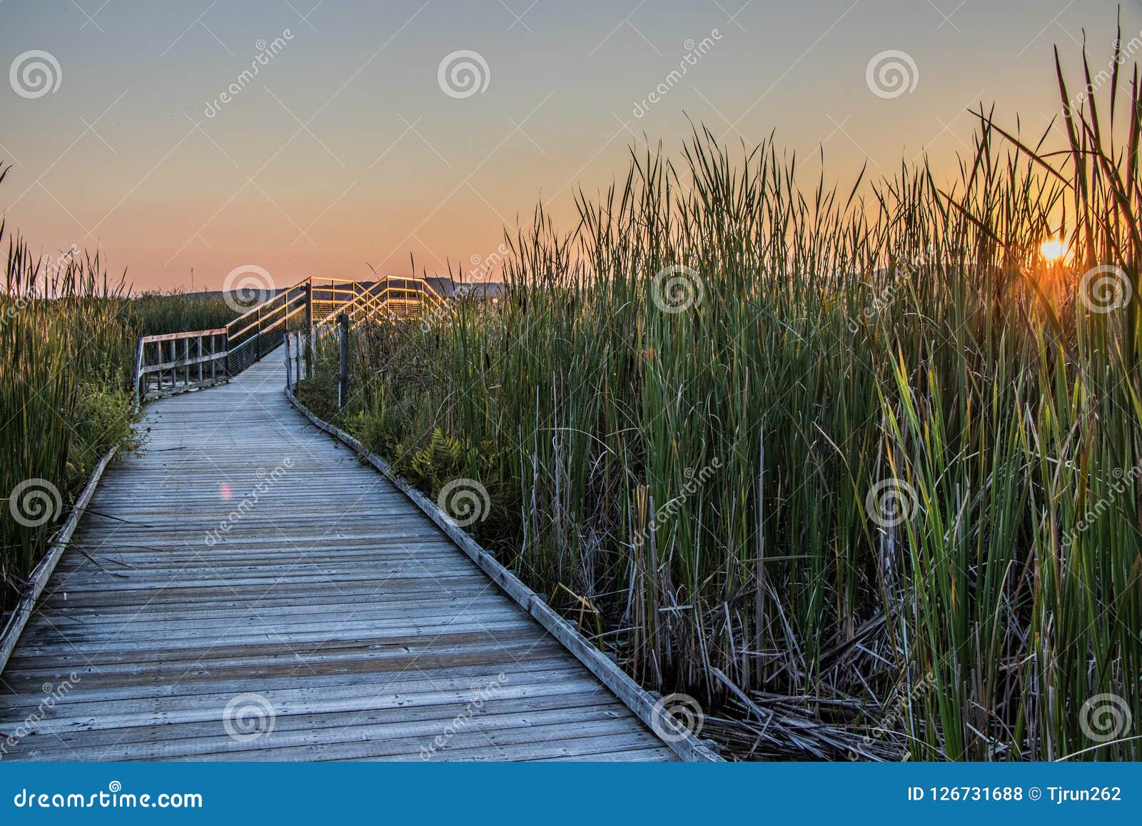 Sun Setting Beyond the Boardwalk at Wye Marsh, Ontario, Canada Stock ...