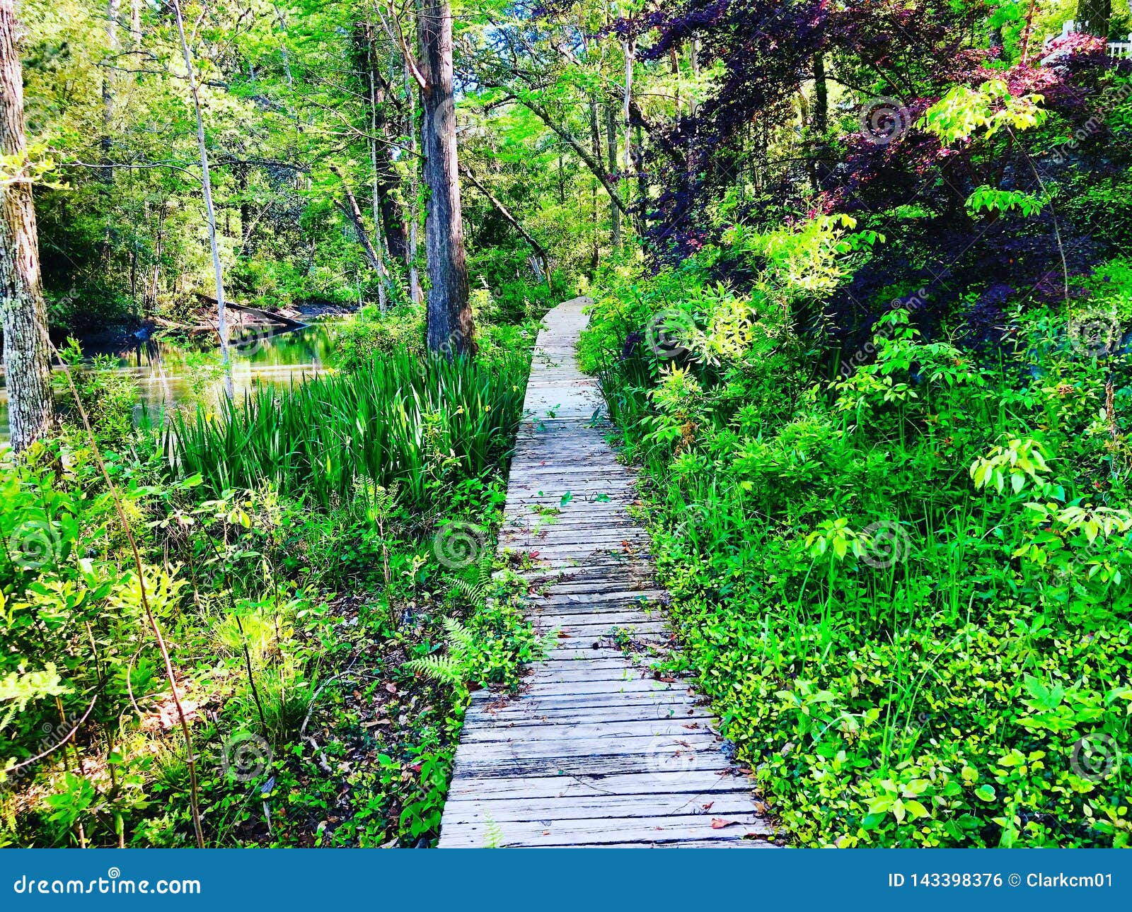 Wooden boardwalk in nature stock photo. Image of nature - 143398376