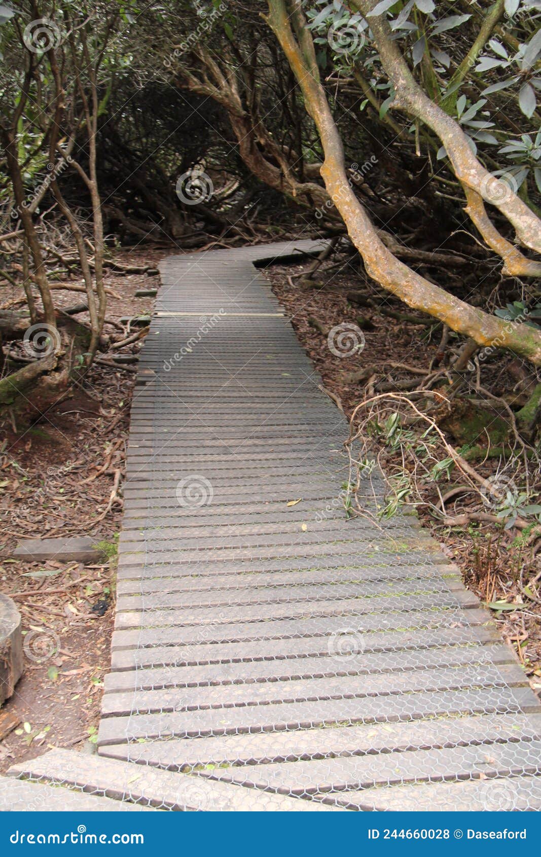 Wooden Boardwalk Path. stock photo. Image of track, pathway - 244660028