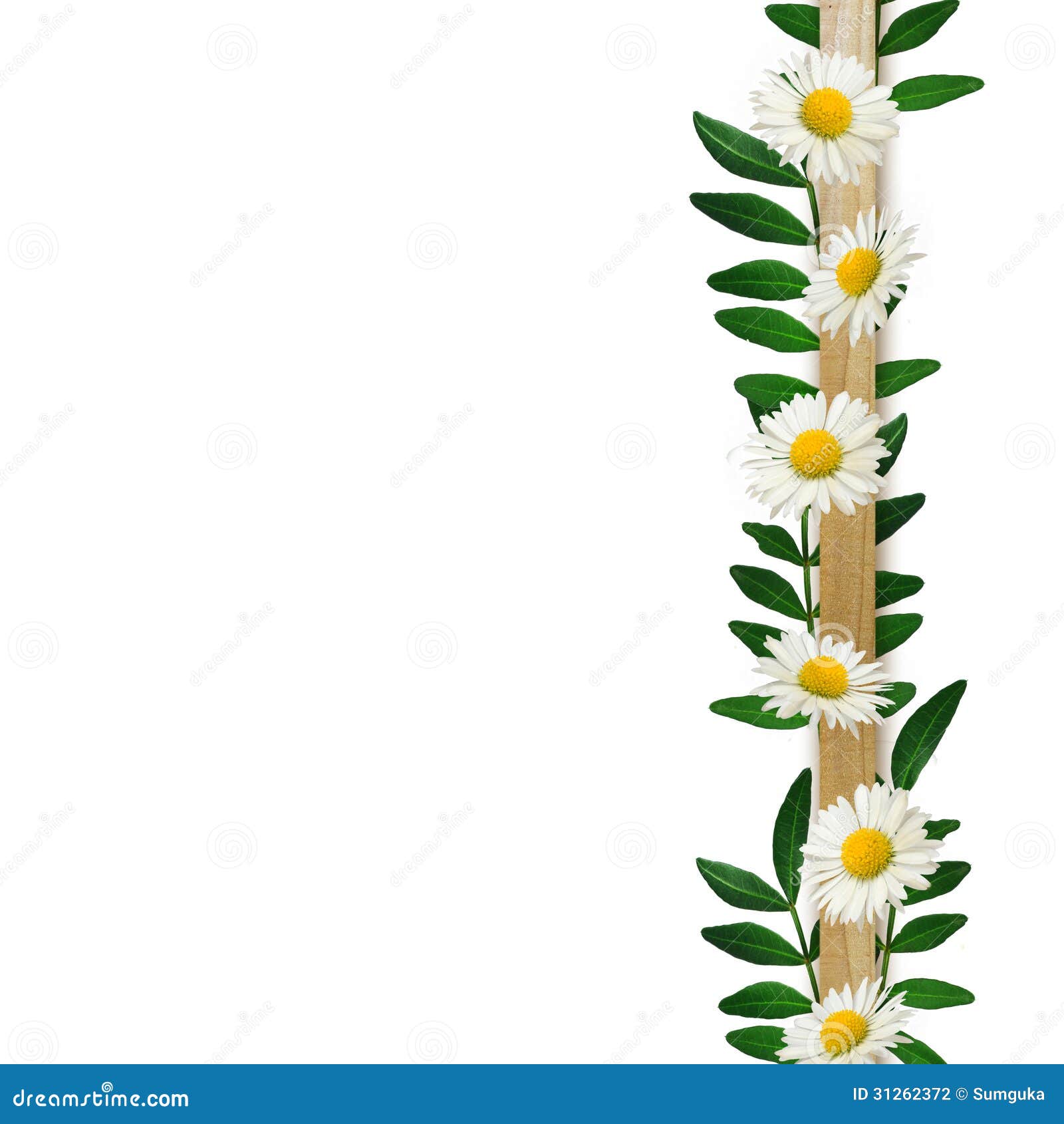 Daisy Clipart Border