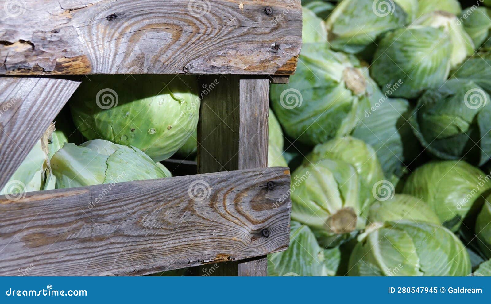 Wooden Box with Green Fresh Cabbage in the Refrigerated Warehouse Stock ...
