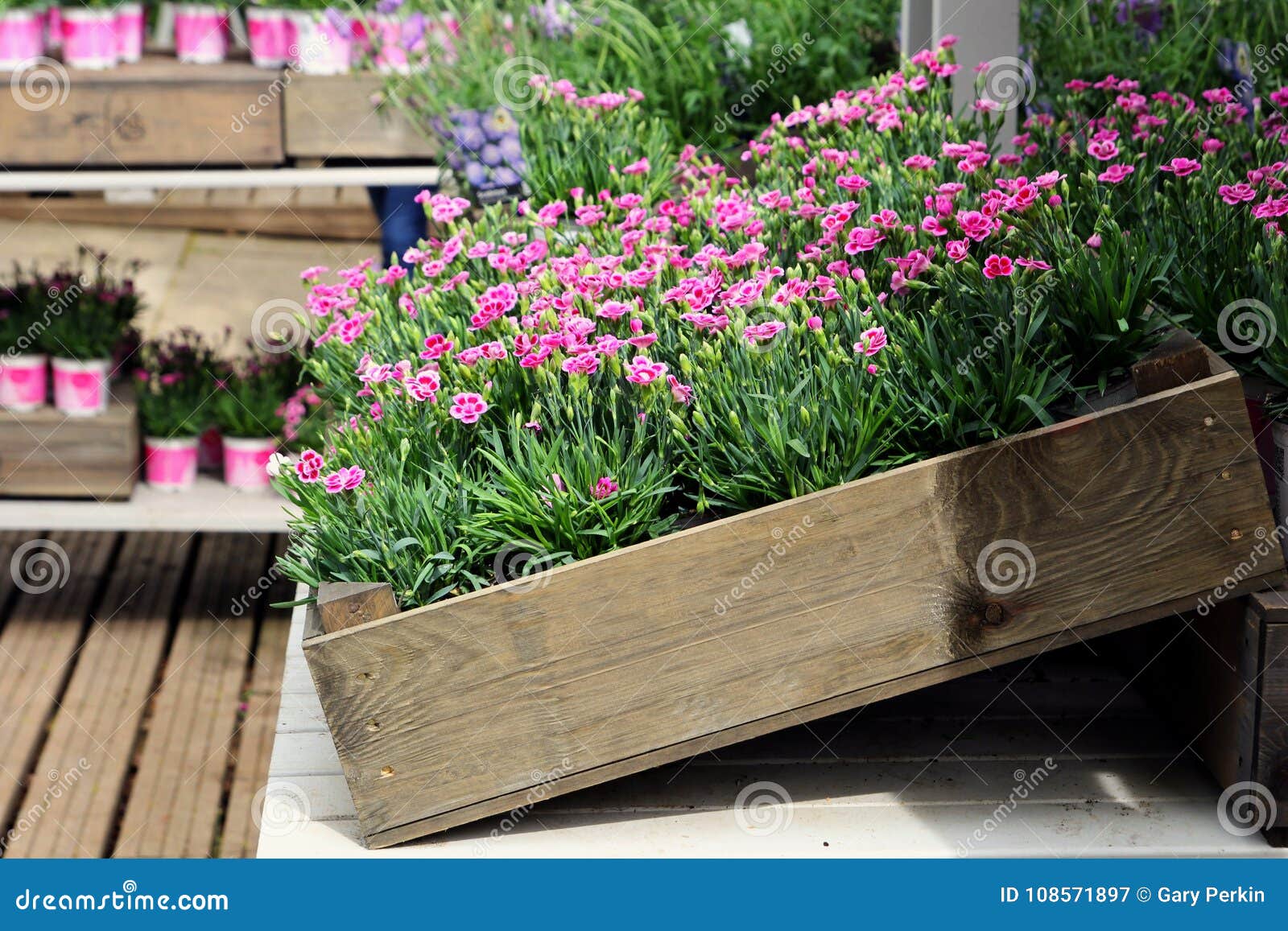 Dwarf Carnations Photos - Free & Royalty-Free Stock Photos from Dreamstime