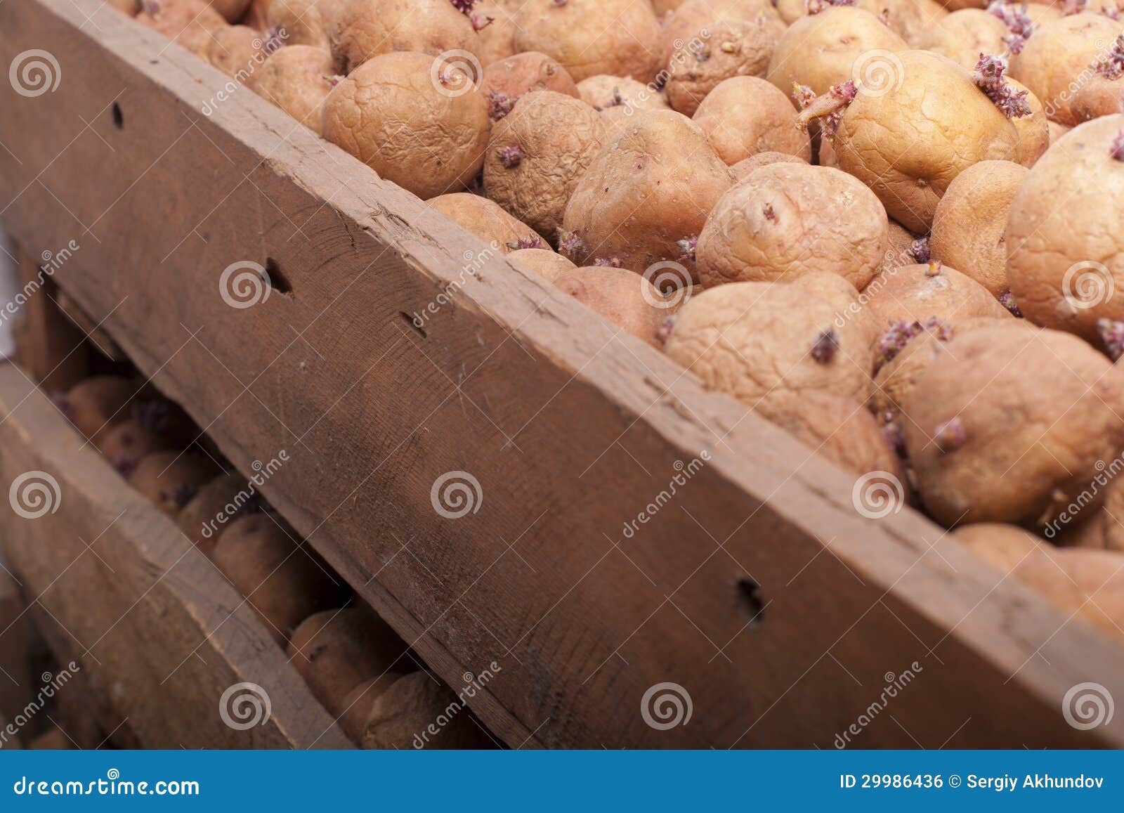 Box with potato stock photo. Image of finger, formal - 29986436