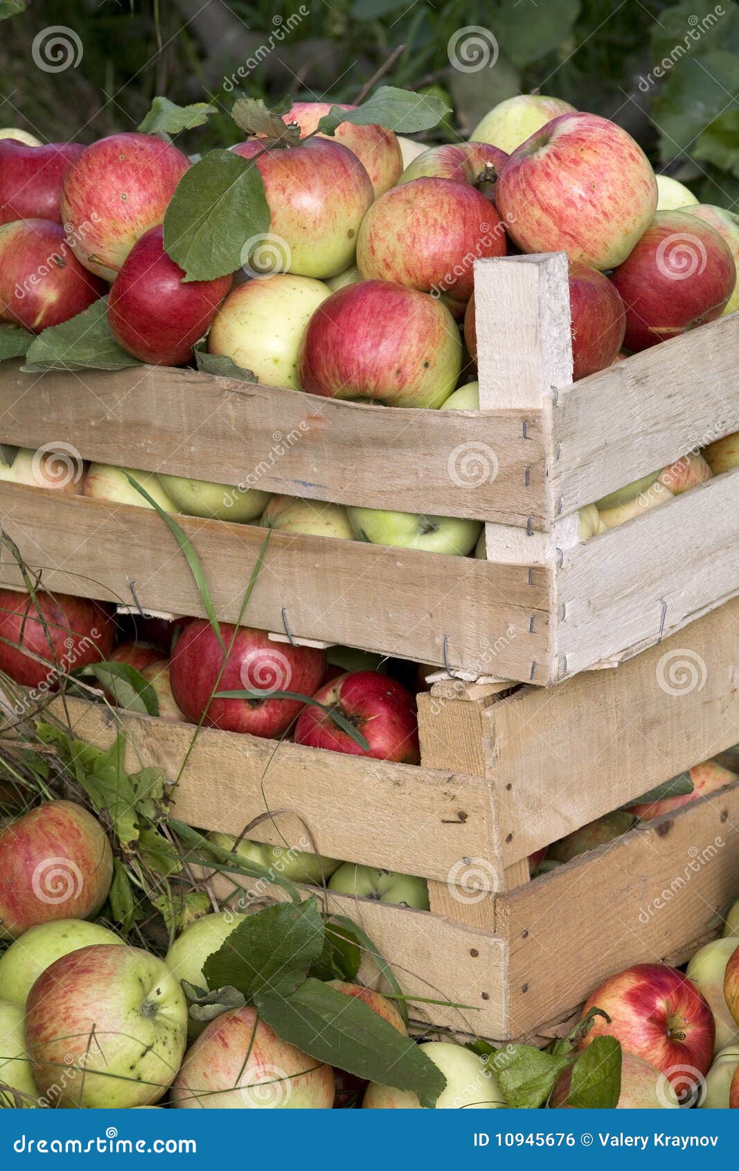 Wooden Boxes Full of Ripe Apples Stock Photo - Image of organic ...
