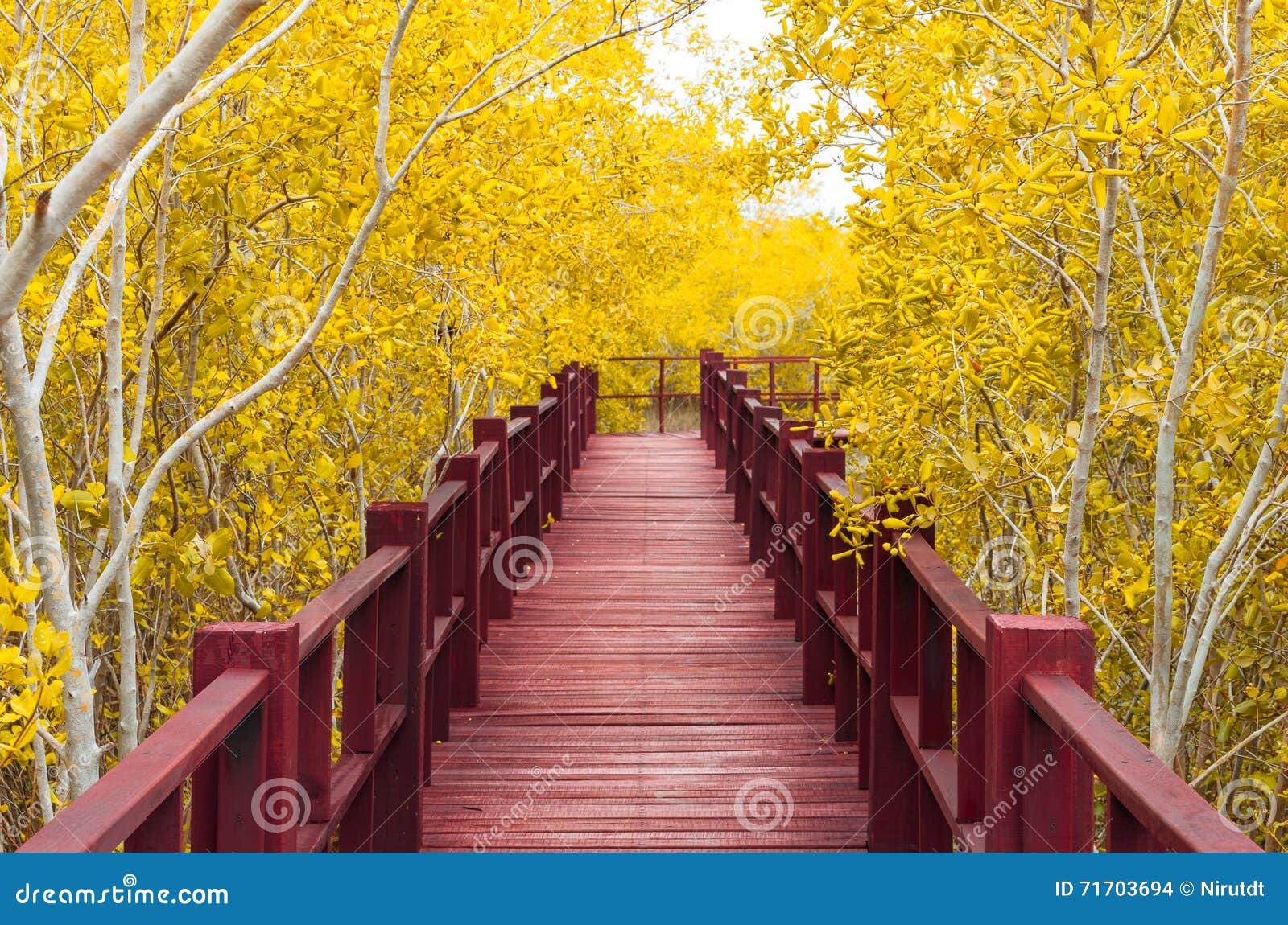 Wooden Bridge & Autumn Forest. Stock Photo - Image of forest, leaves ...
