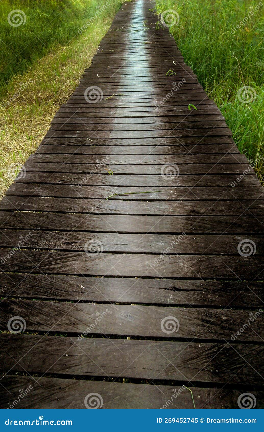 Wooden Bridge Crossing Dense Grass Stock Image - Image of wood, track ...