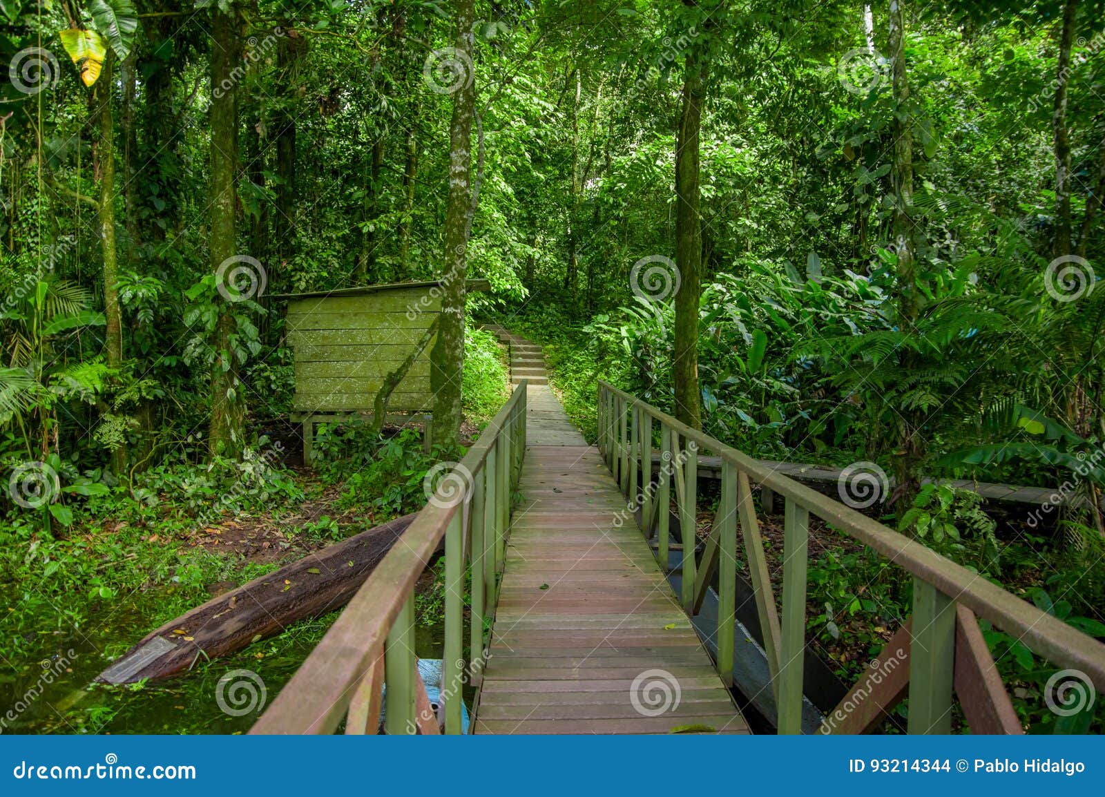Wooden Bridge Footpath Inside the Amazon Rainforest in Limoncocha ...