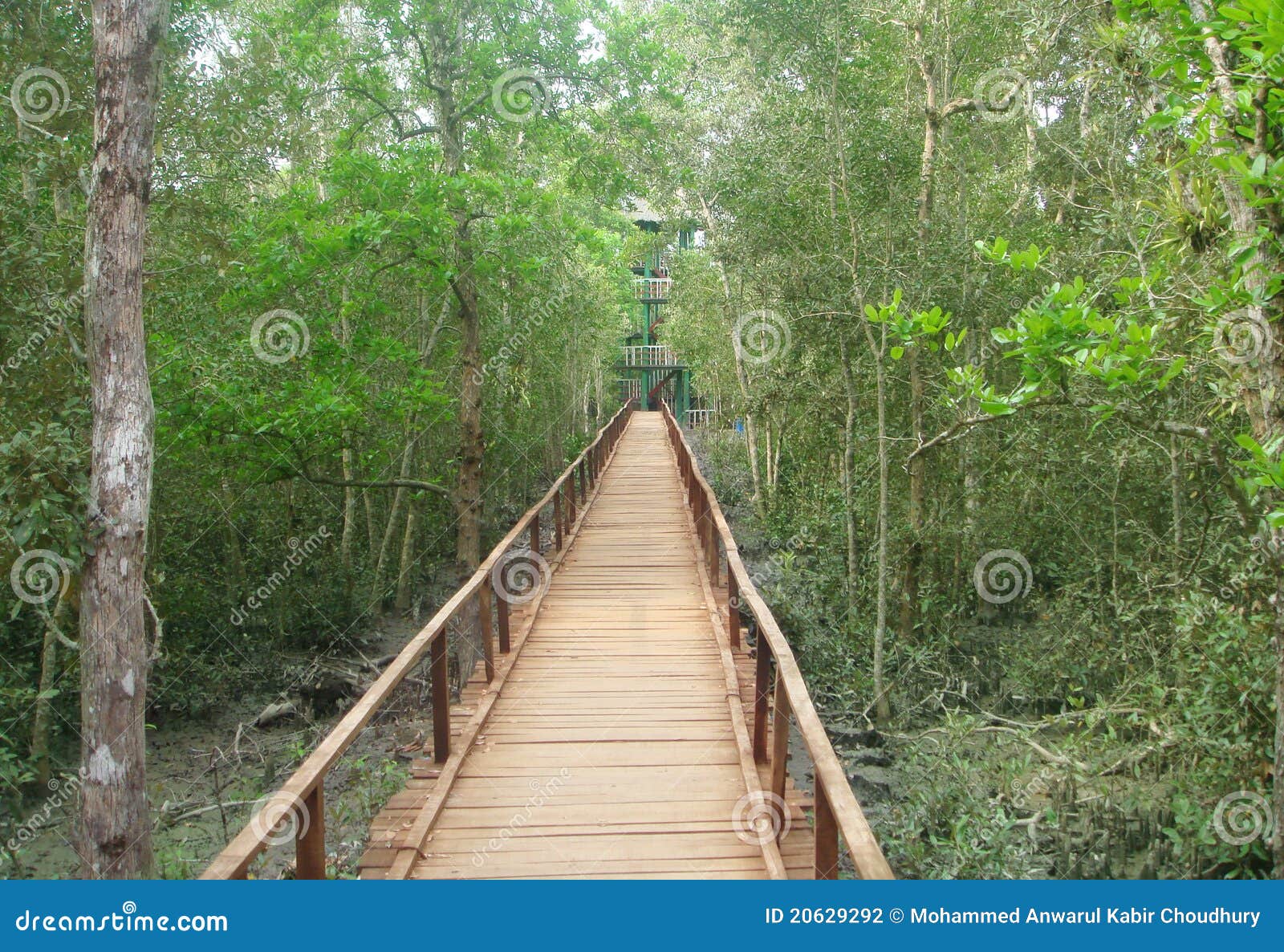 Wooden Bridge through a Forest Stock Photo - Image of park, outdoor ...