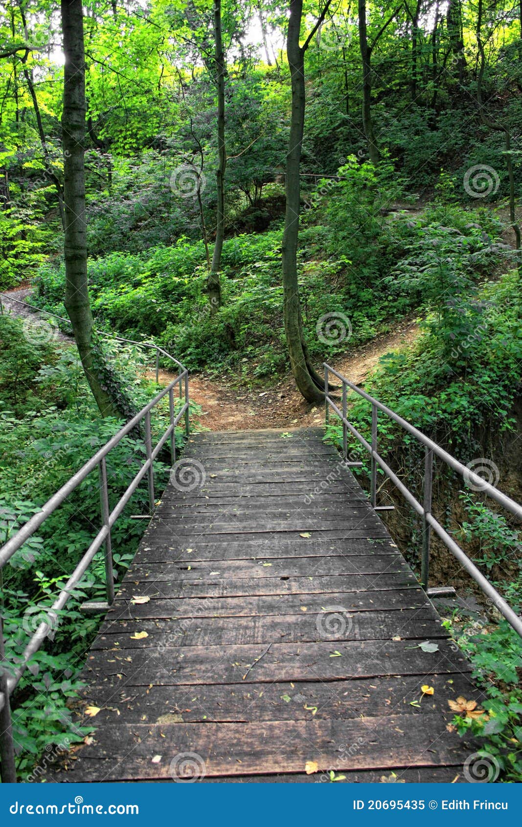 Wooden bridge in a forest stock image. Image of romania - 20695435